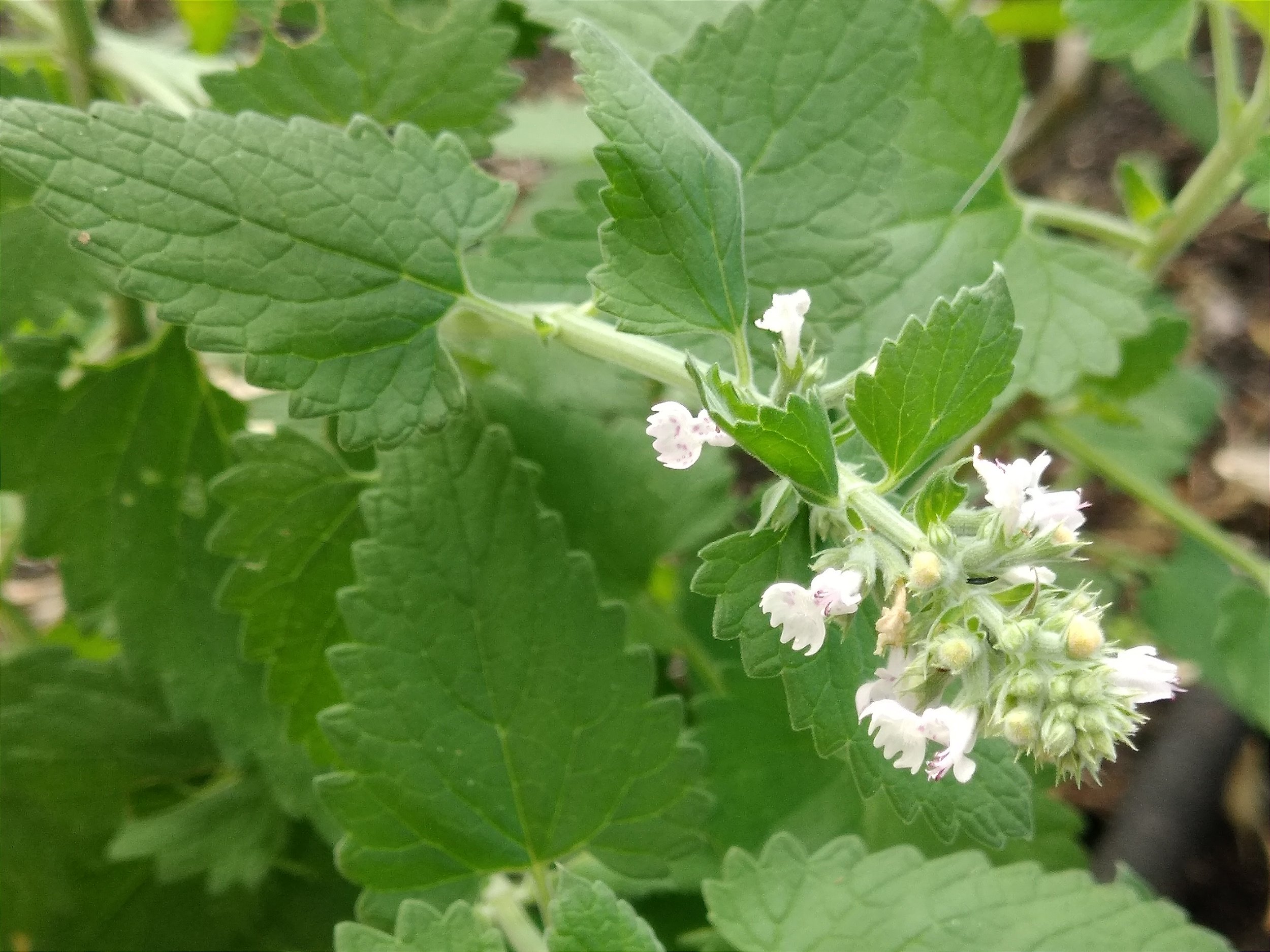 Erva dos Gatos (Catnip) - - Fractal Sementes Crioulas, PANCs , raridades