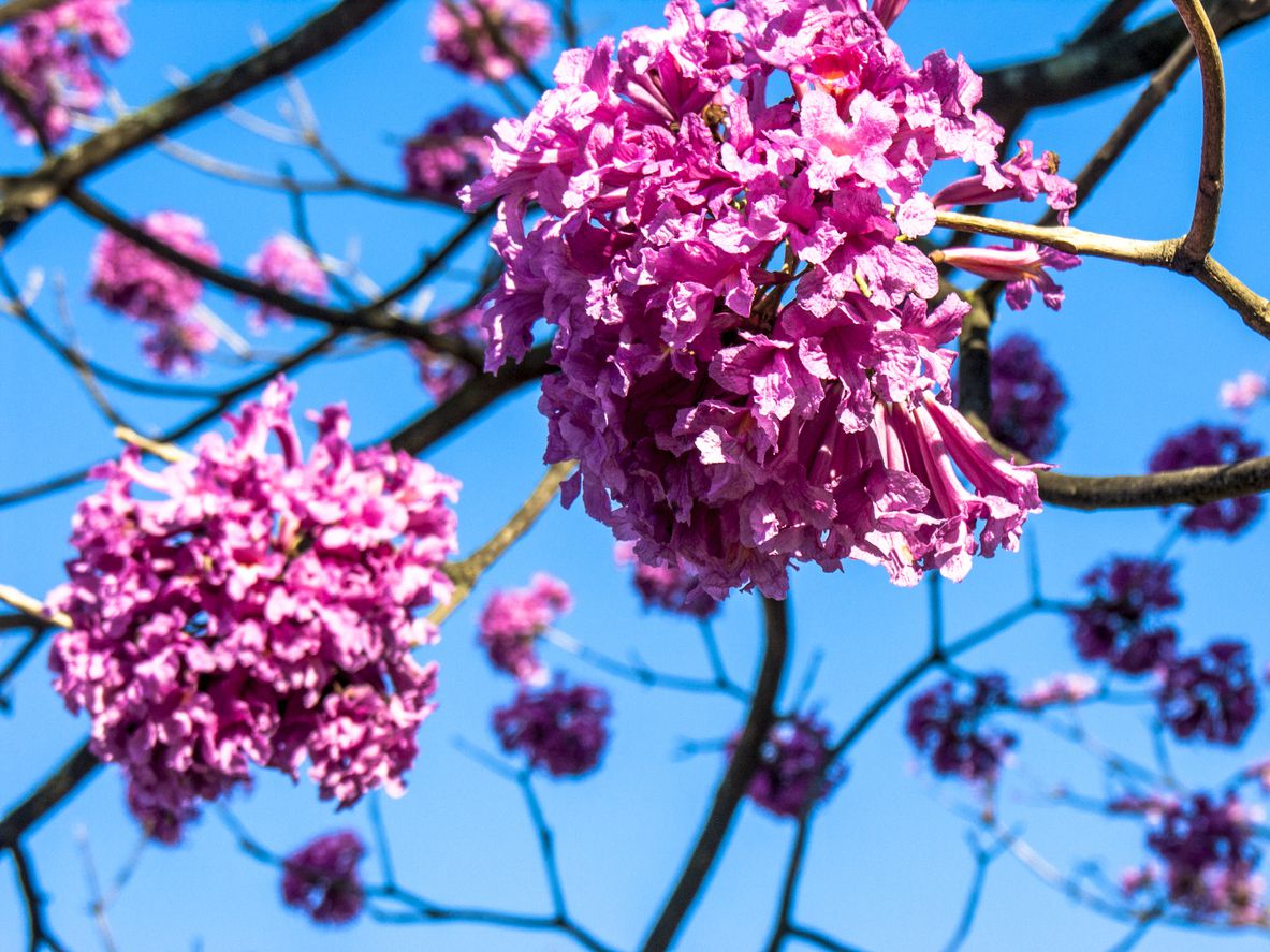 Ipê Rosa - Boni Plantas: Compre Online