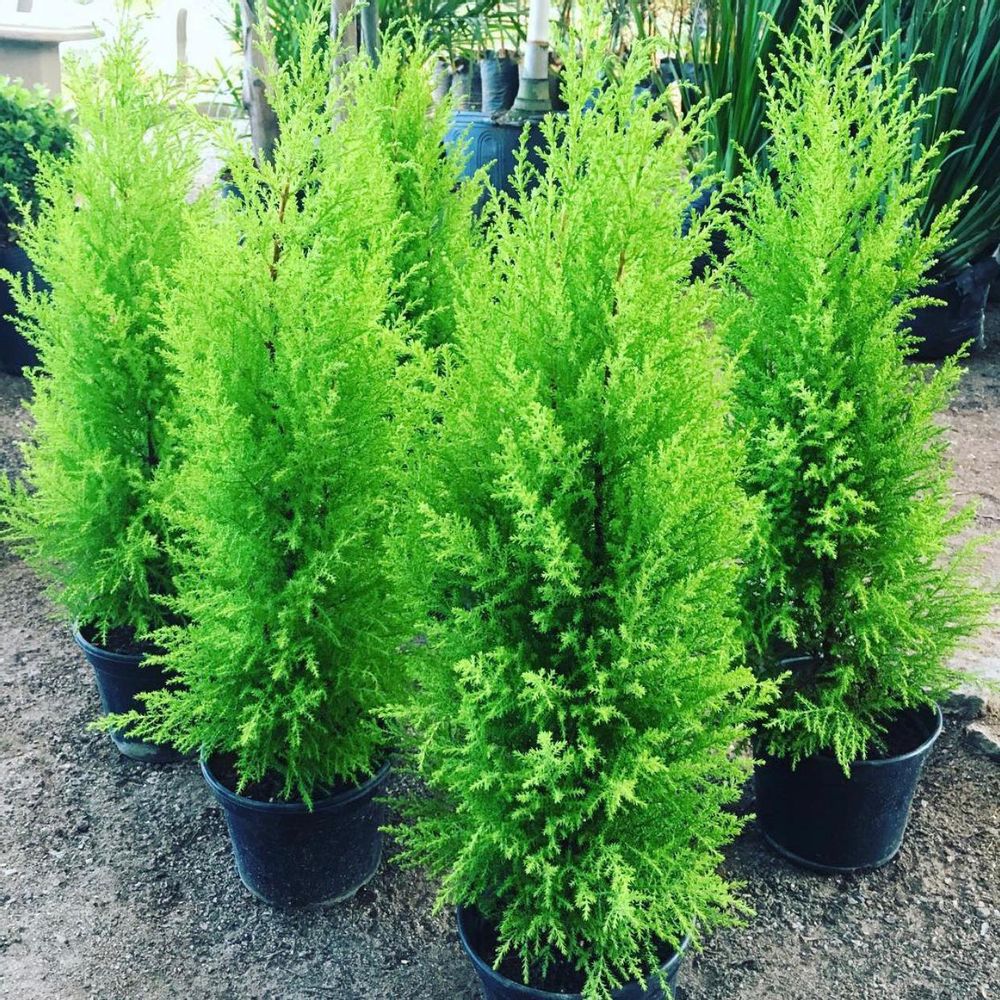 Muda De Tuia Limão Árvore De Natal Natural Tuia Holandesa - Boni ...