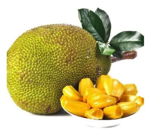 Muda De Jaca Mole Para Produzir - Boni Store