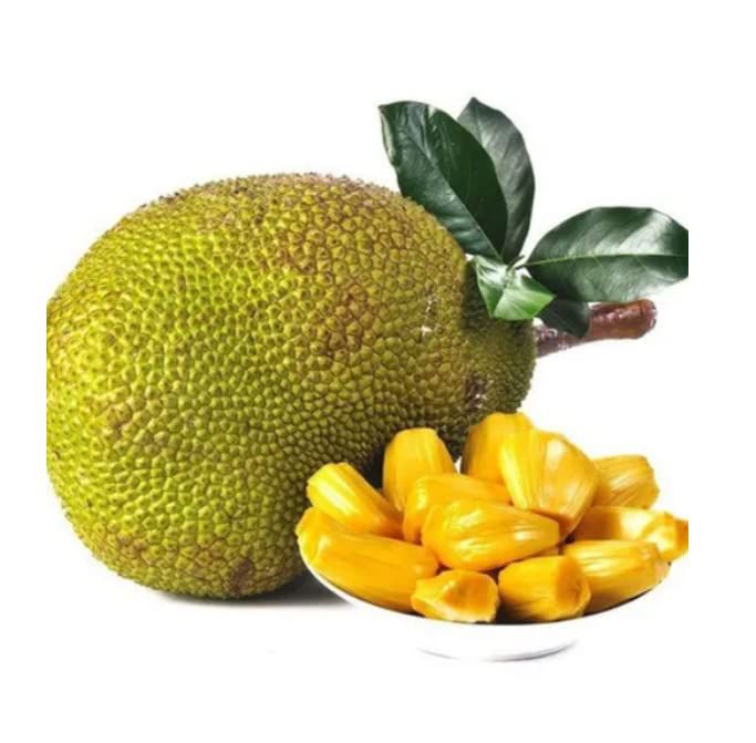 Muda De Jaca Mole Para Produzir - Boni Plantas: Plantas Direto da Produção