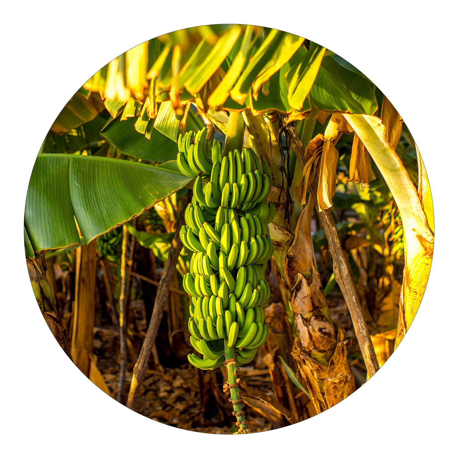 Mudas De Banana Embrapa - RETOEDU