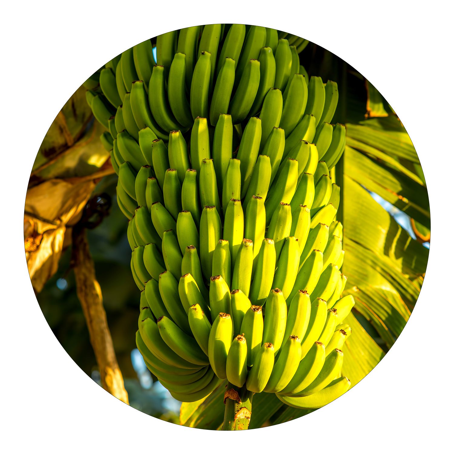 Mudas De Banana Embrapa - RETOEDU