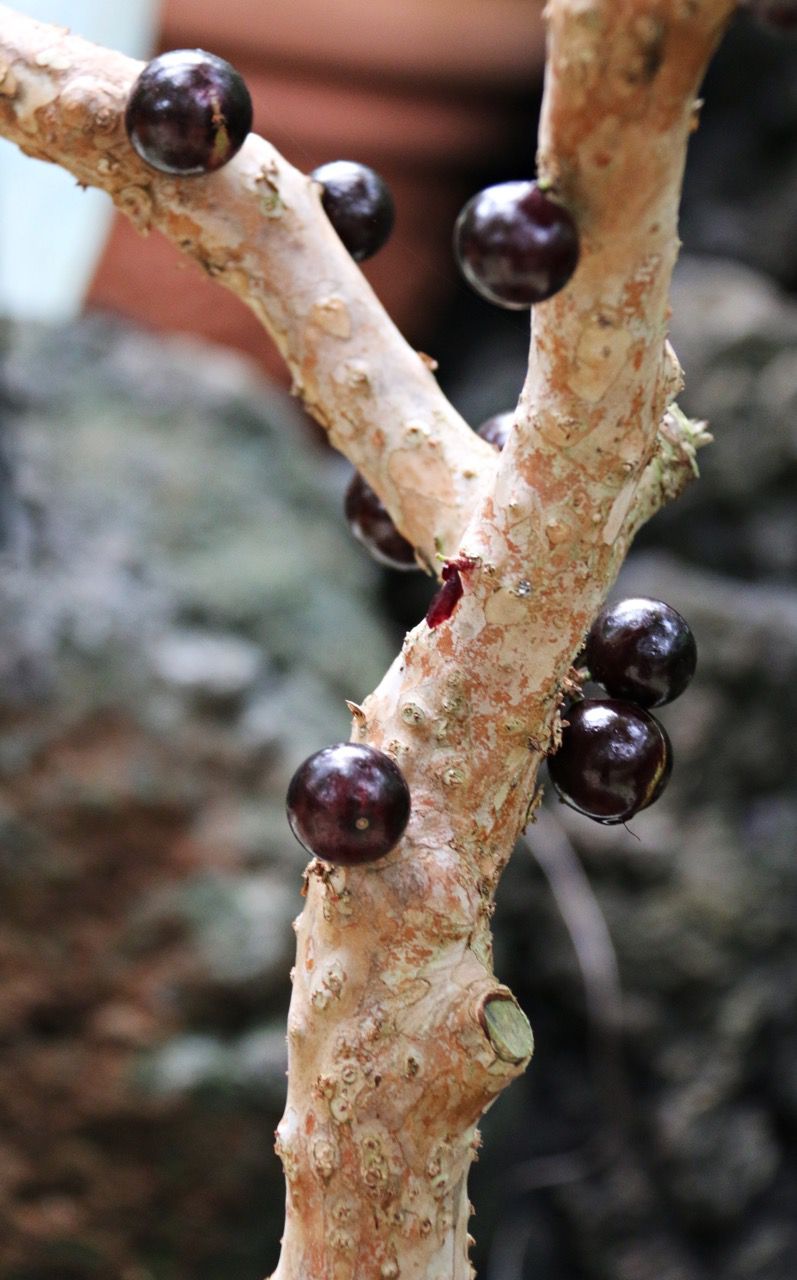Jabuticaba Híbrida - Boni Plantas & Paisagismo
