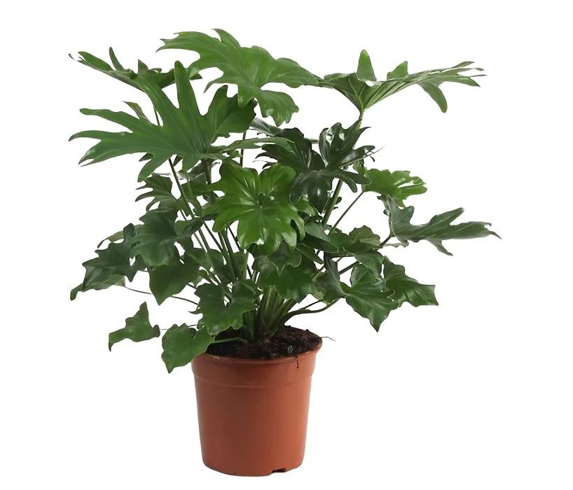Guaimbê (Philodendron bipinnatifidum) - Boni Plantas & Paisagismo