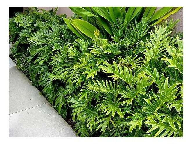 Guaimbê (Philodendron bipinnatifidum) - Boni Plantas: Compre Online