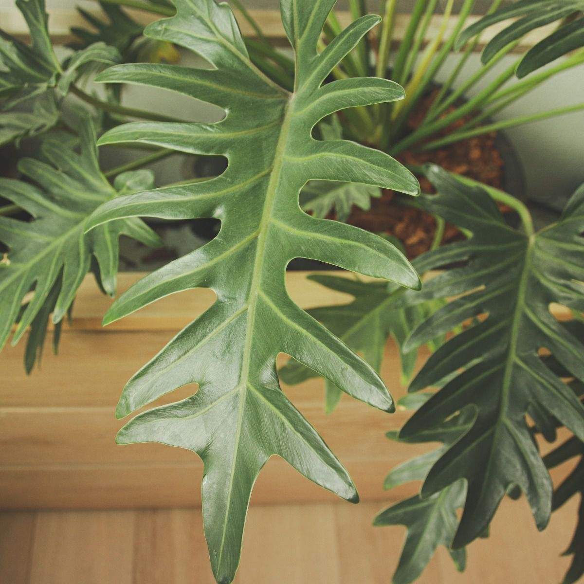 Guaimbê (Philodendron bipinnatifidum) - Boni Plantas: Compre Online