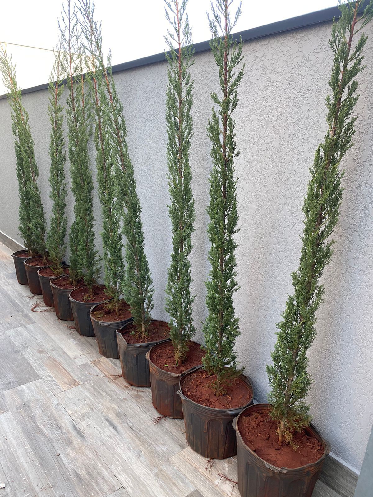 Cipreste Italiano Legítimo – Mudas de 1 a 4 metros para Paisagismo ...