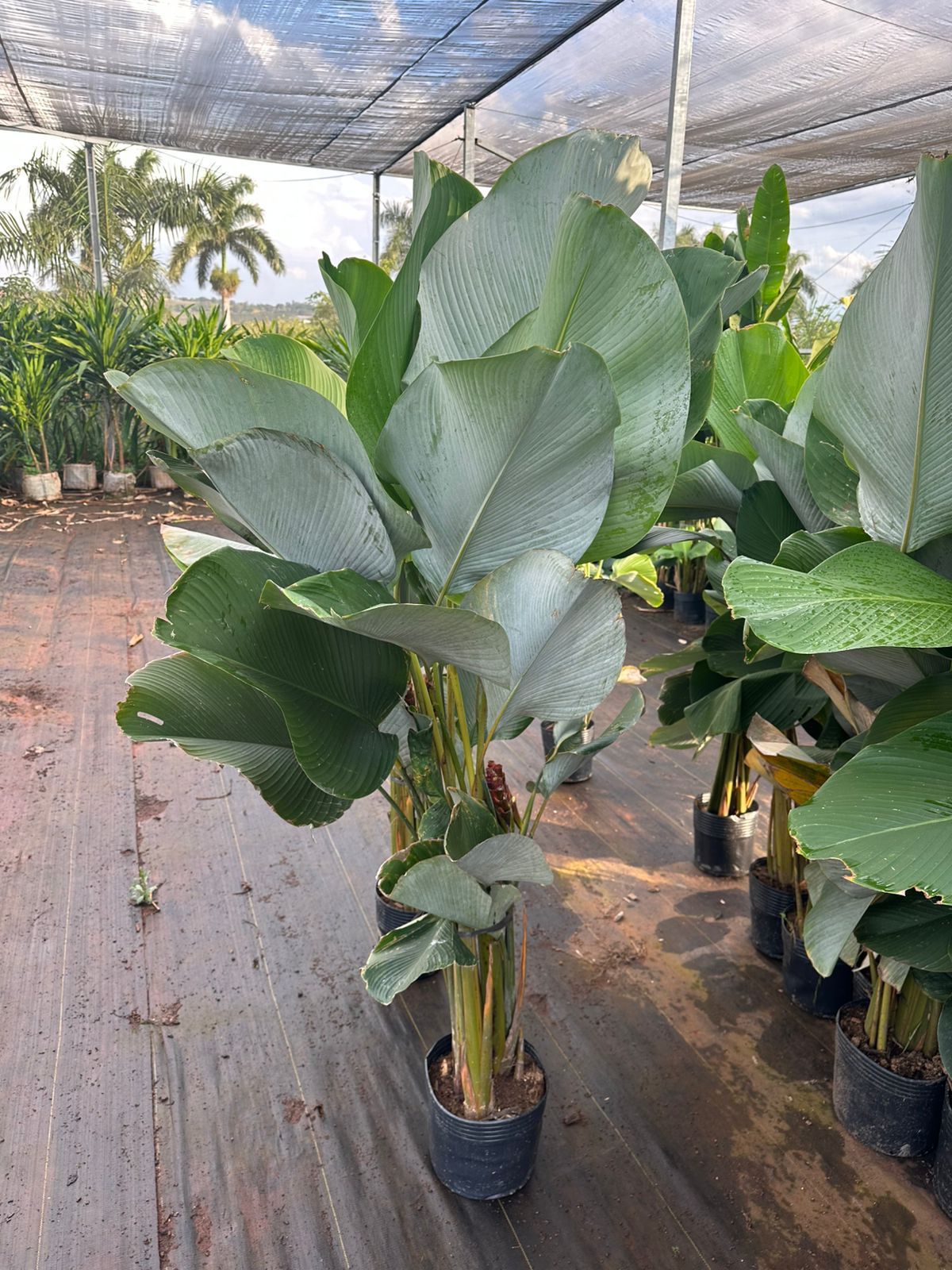 Maranta Charuto (Calathea Lutea) - Boni Plantas: Compre Online