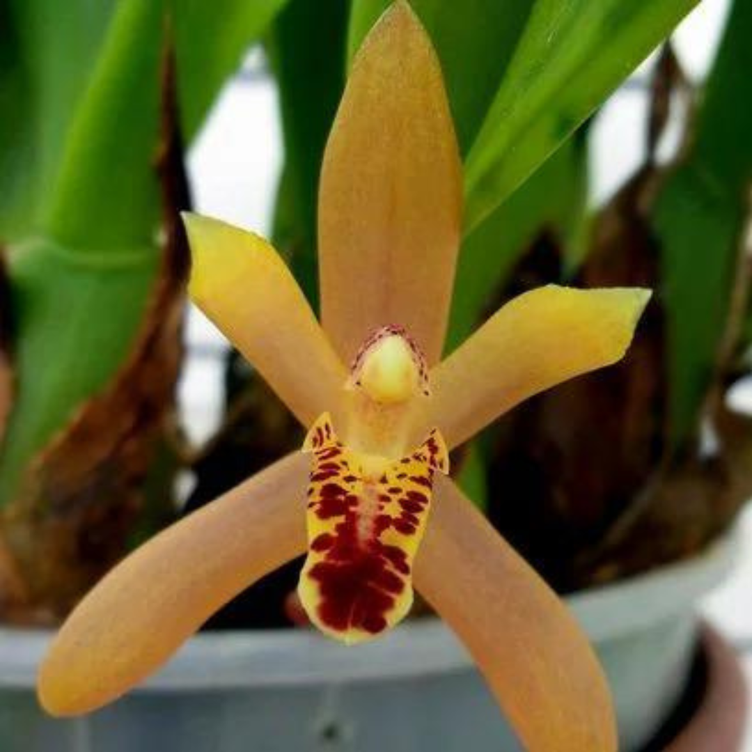 Orquídea Maxillaria Rufescens - Orquidário Ronmar - Flores e Plantas ...