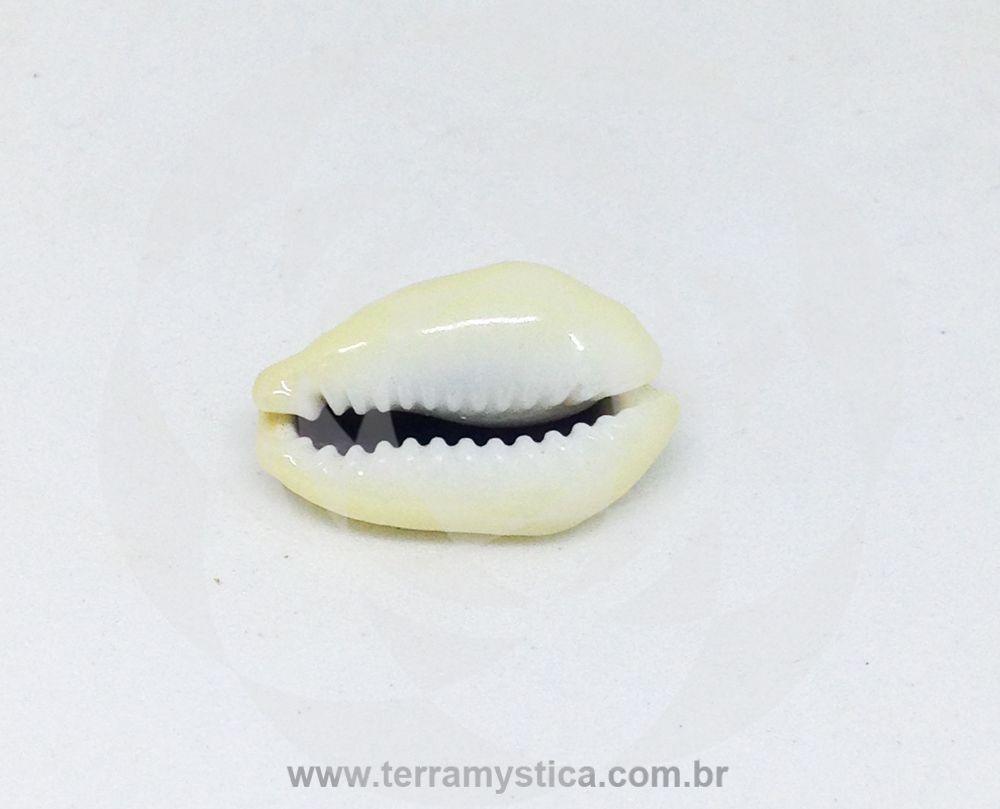 búzios de angola - Loja Umbanda EAD