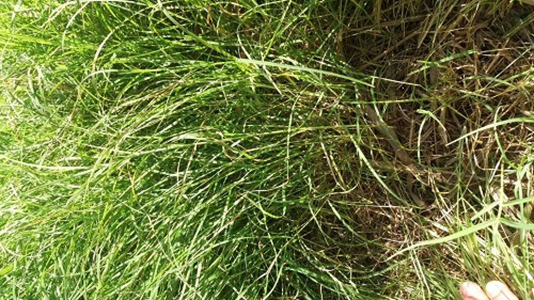 Sementes De Capim Vaquero - Pacote Com 1 Kg - gdezsementes
