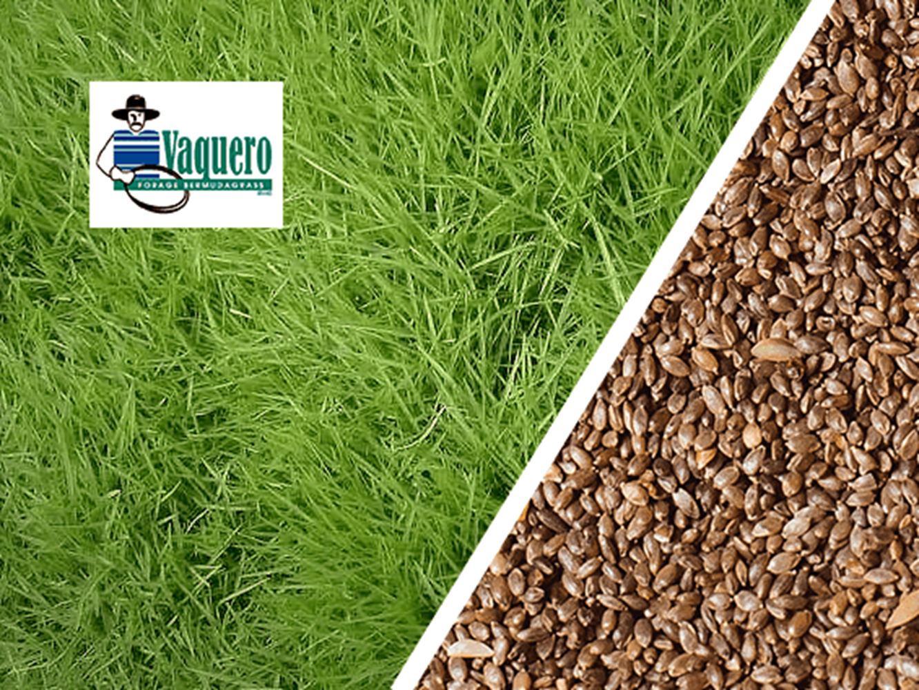 Sementes De Capim Vaquero - Pacote Com 2 Kg - gdezsementes