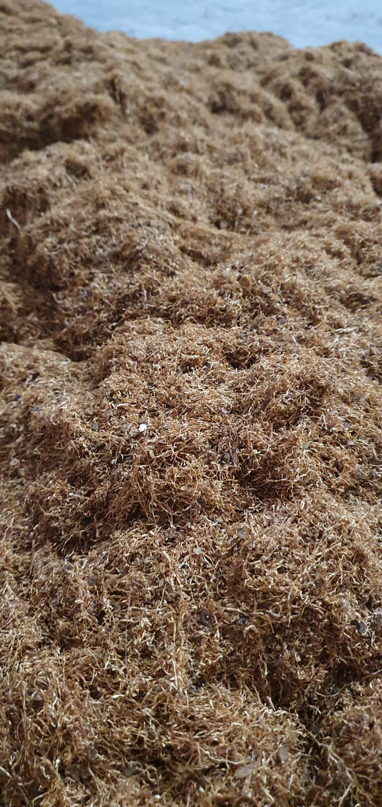 Tabaco SemiDestalado suave Virgínia Gold 1 kg - tabacodobrasil.com.br