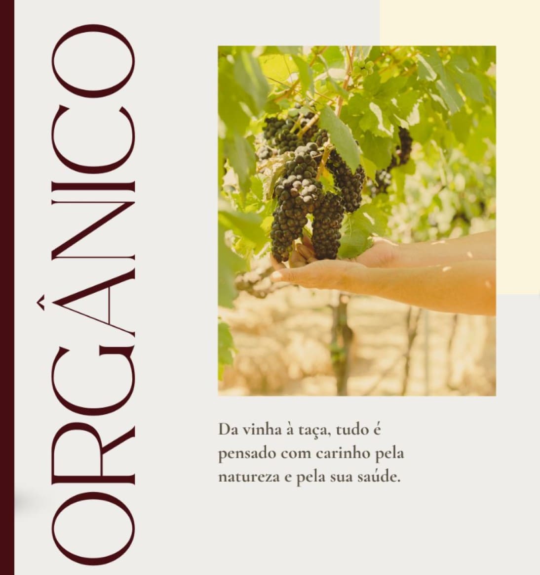 Vinho Branco Vegano Toscana Low Carb Sem Açúcar Sem Glúten 750ml Alibea ...