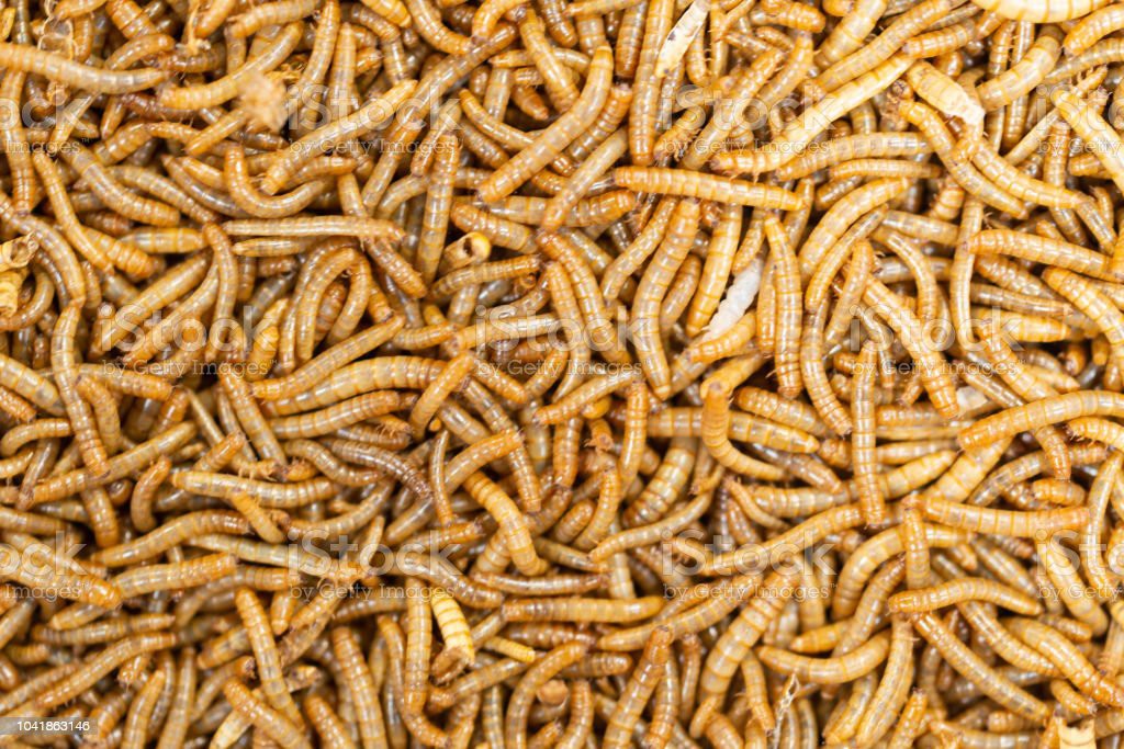 Tenébrio Molitor 100 (larvas vivas) - Tenebrio SP