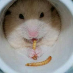 Tenebrio Molitor 1000 (Larvas Vivas) - Tenebrio SP