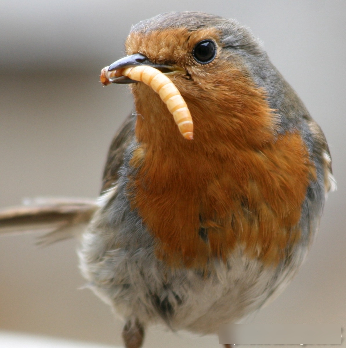 Tenebrio Molitor 1000 (Larvas Vivas) - Tenebrio SP