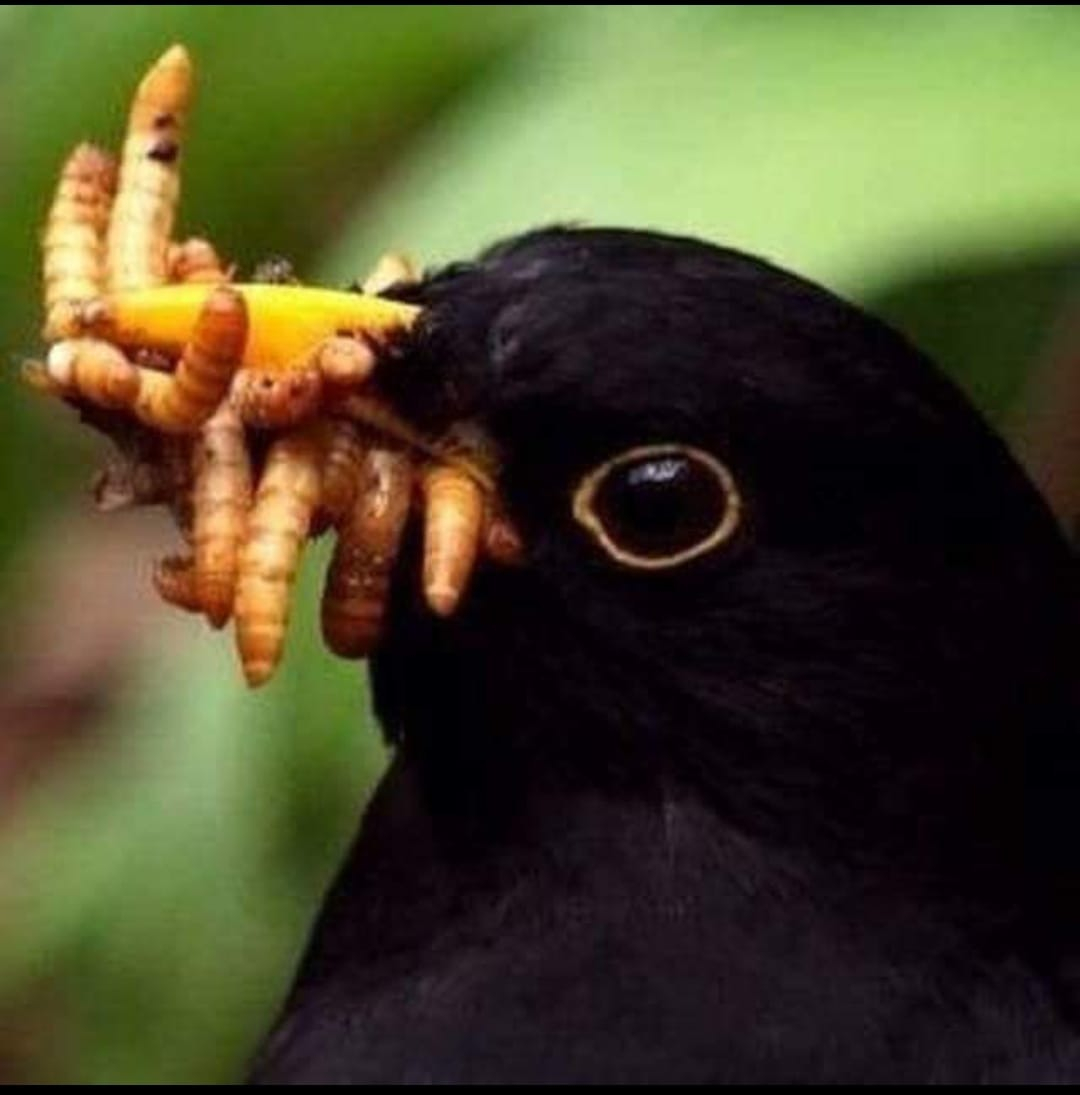 Tenebrio Molitor 1000 (Larvas Vivas) - Tenebrio SP