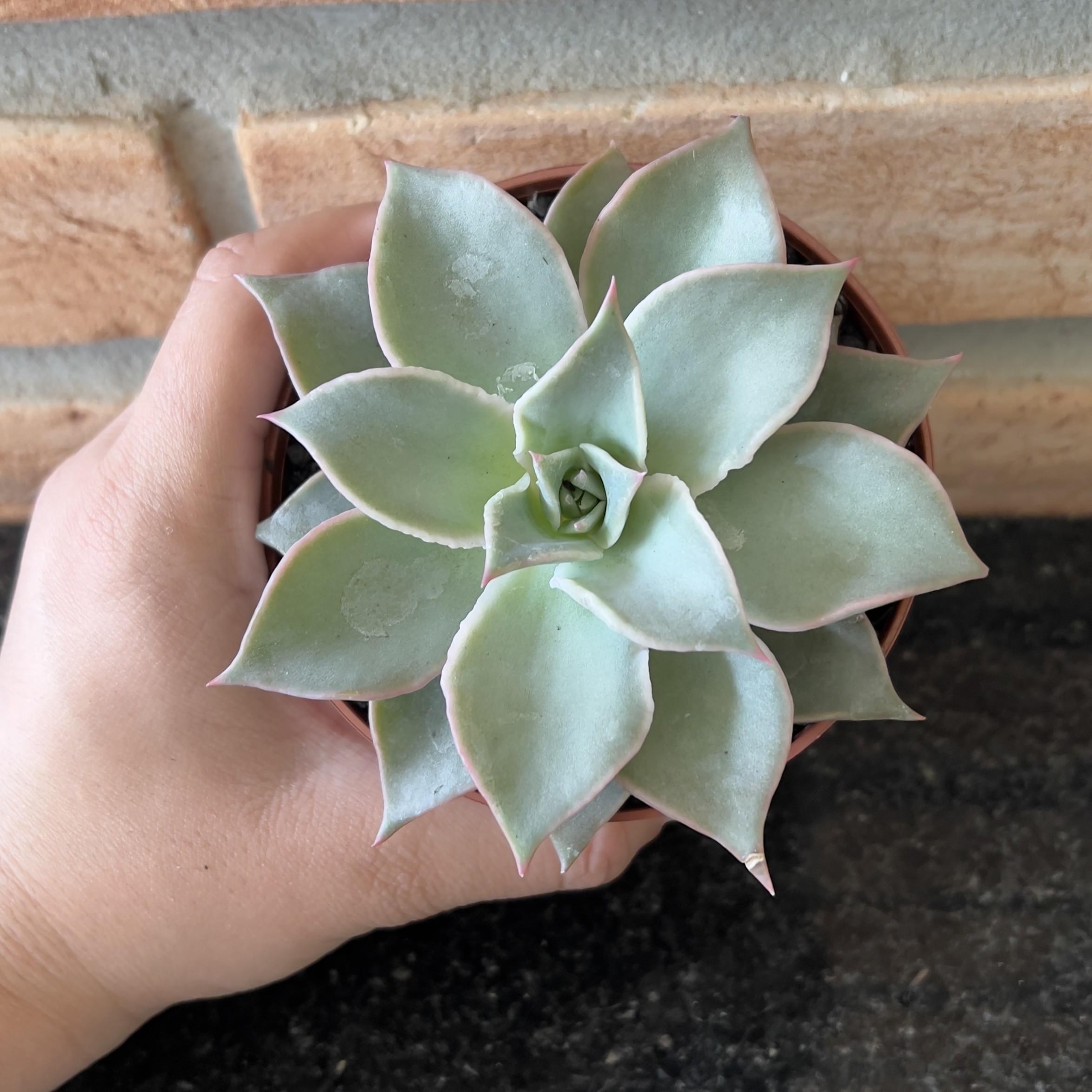 Echeveria Madiba Pote 11 - Suculentas Holambra