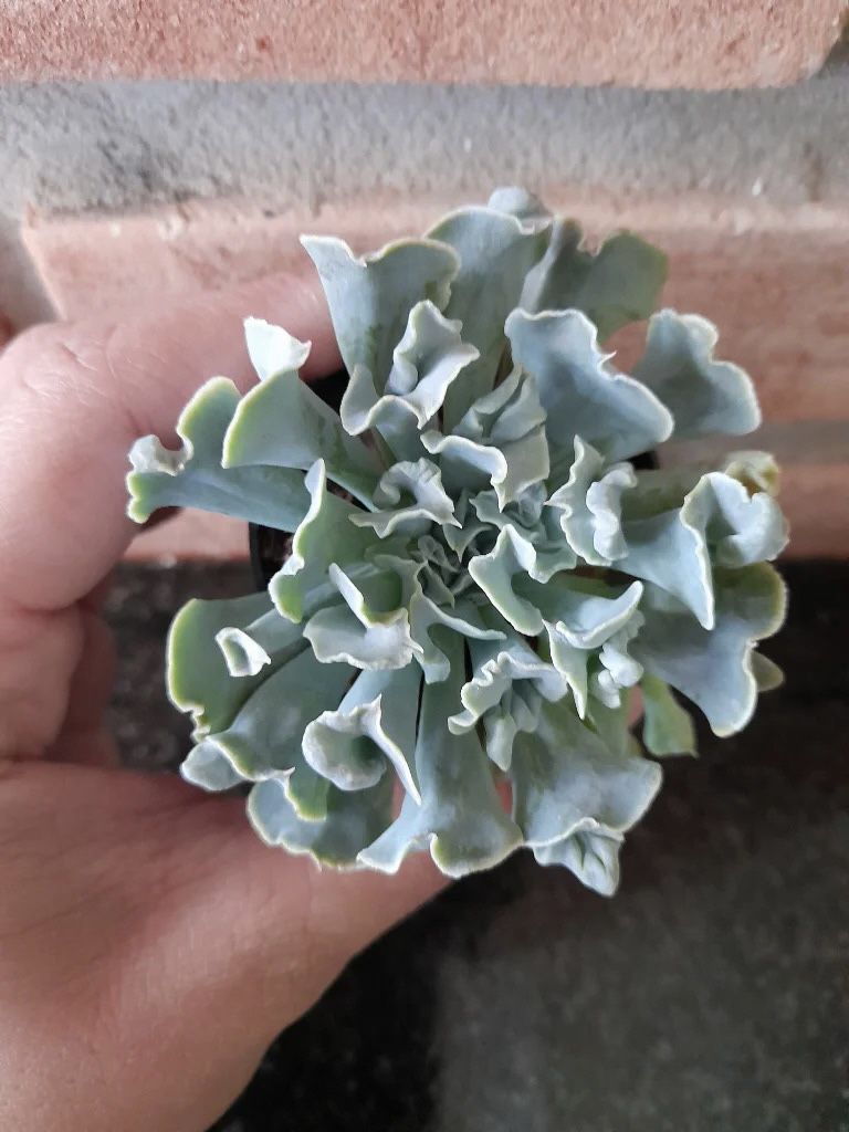 Echeveria Nichi Pote 11 - Suculentas Holambra