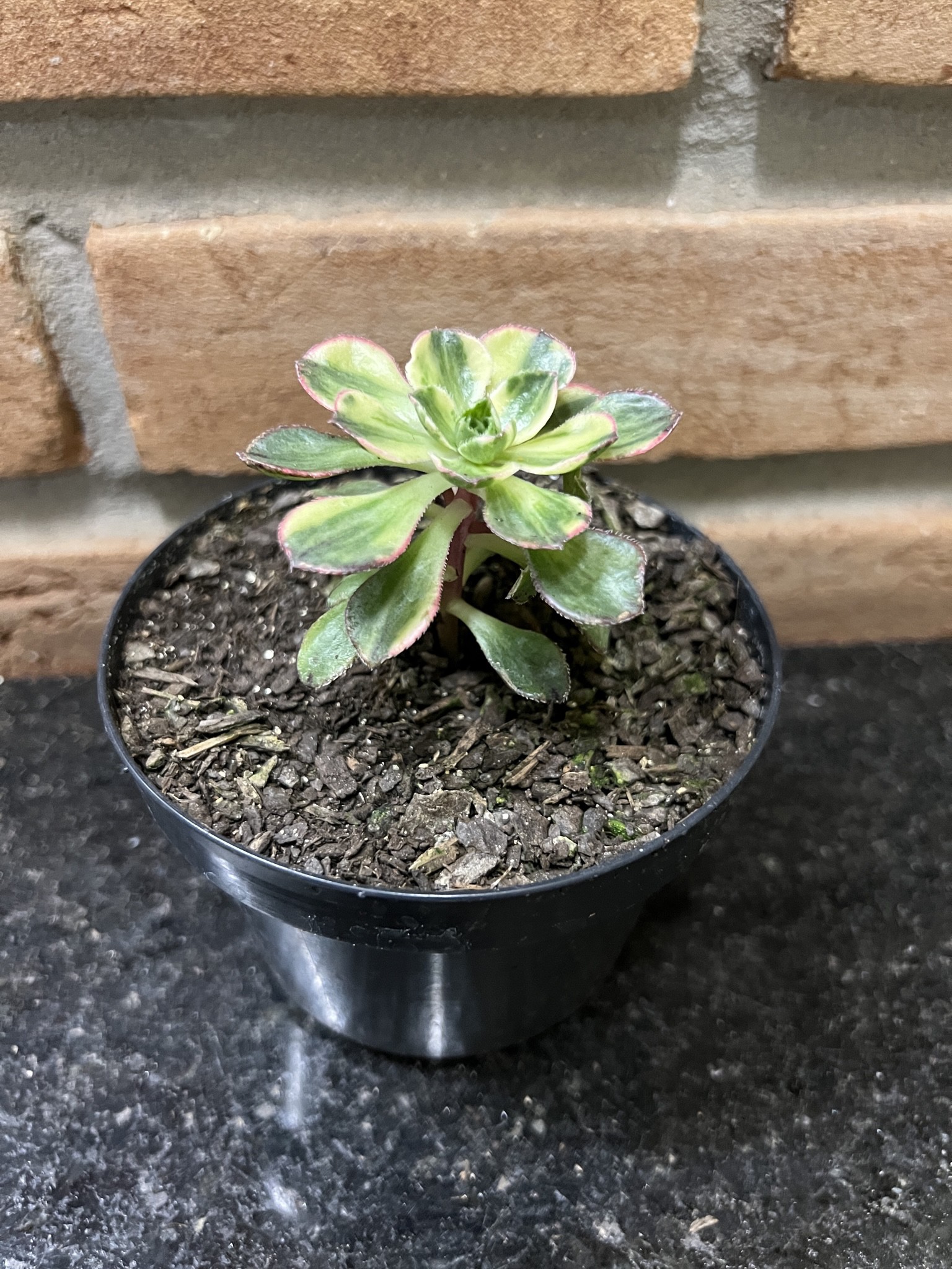 Aeonium Red Edge Variegata Pote 9 - Suculentas Holambra