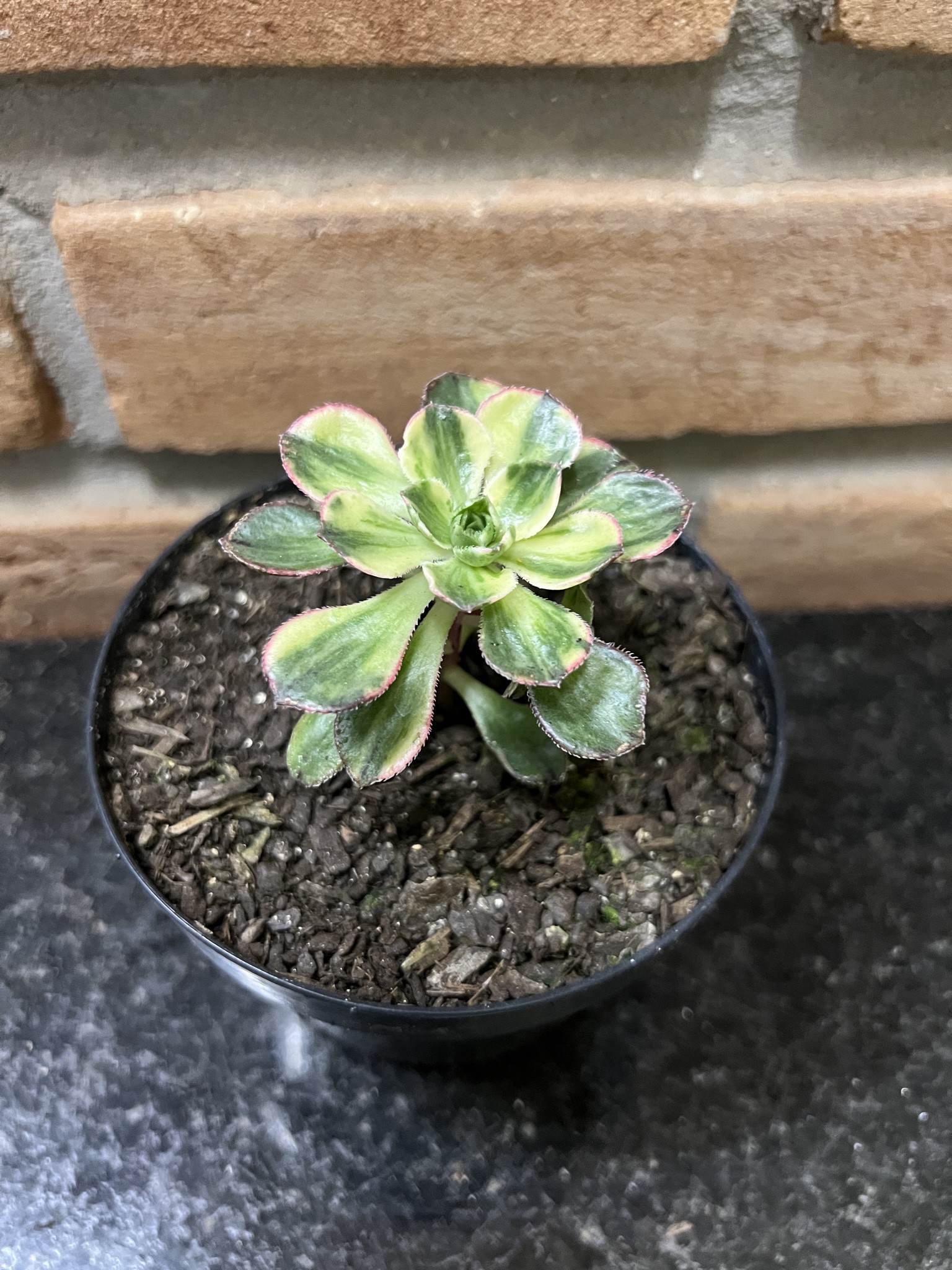 Aeonium Red Edge Variegata Pote 9 - Suculentas Holambra