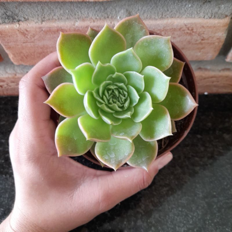 Echeveria Gilva Pote 11 - Suculentas Holambra