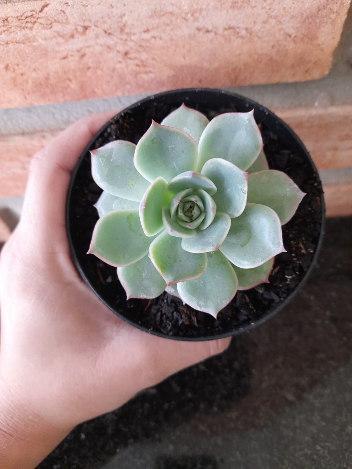Echeveria Pink Tips Pote 11 - Suculentas Holambra