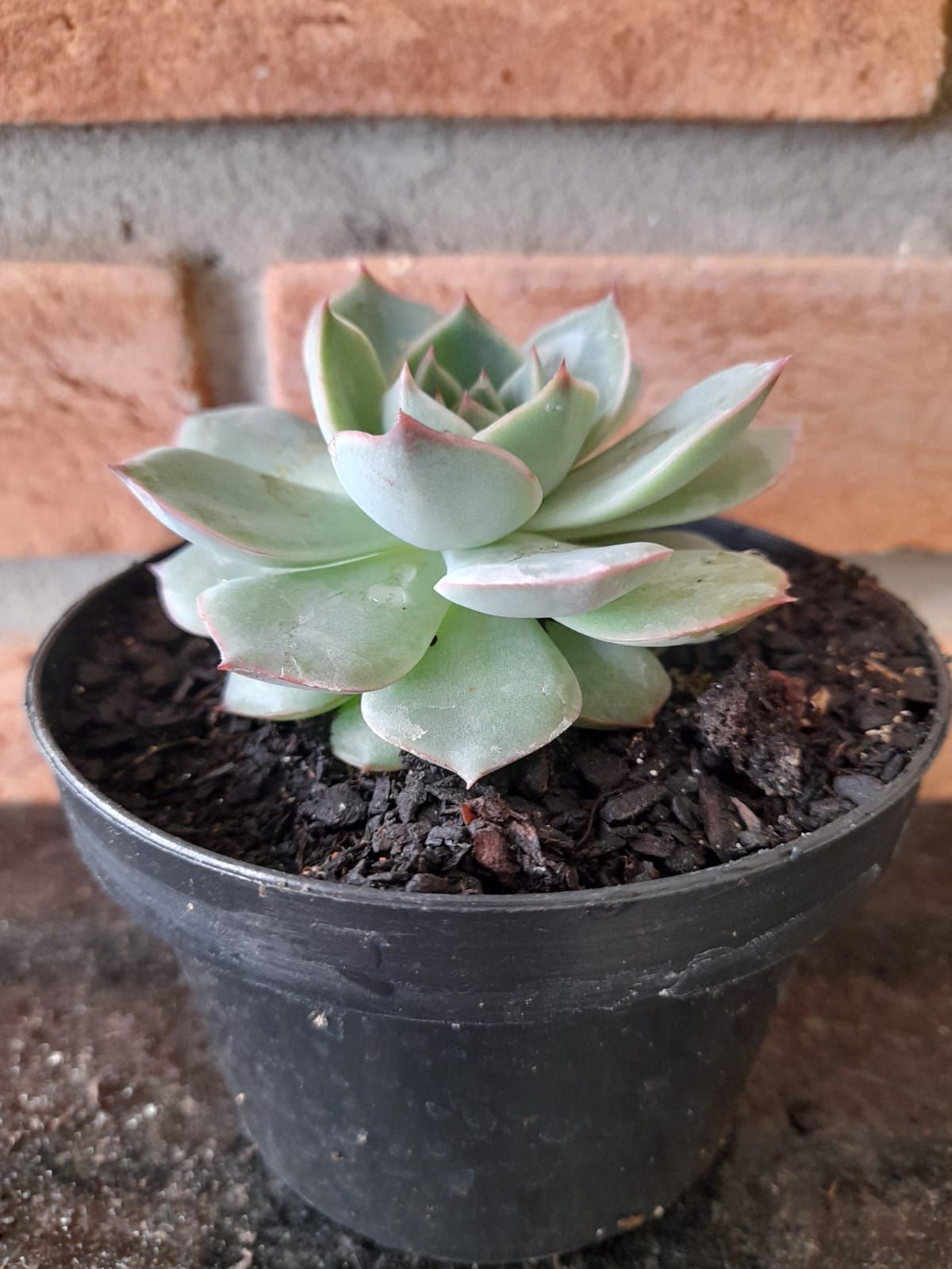 Echeveria Pink Tips Pote 11 - Suculentas Holambra
