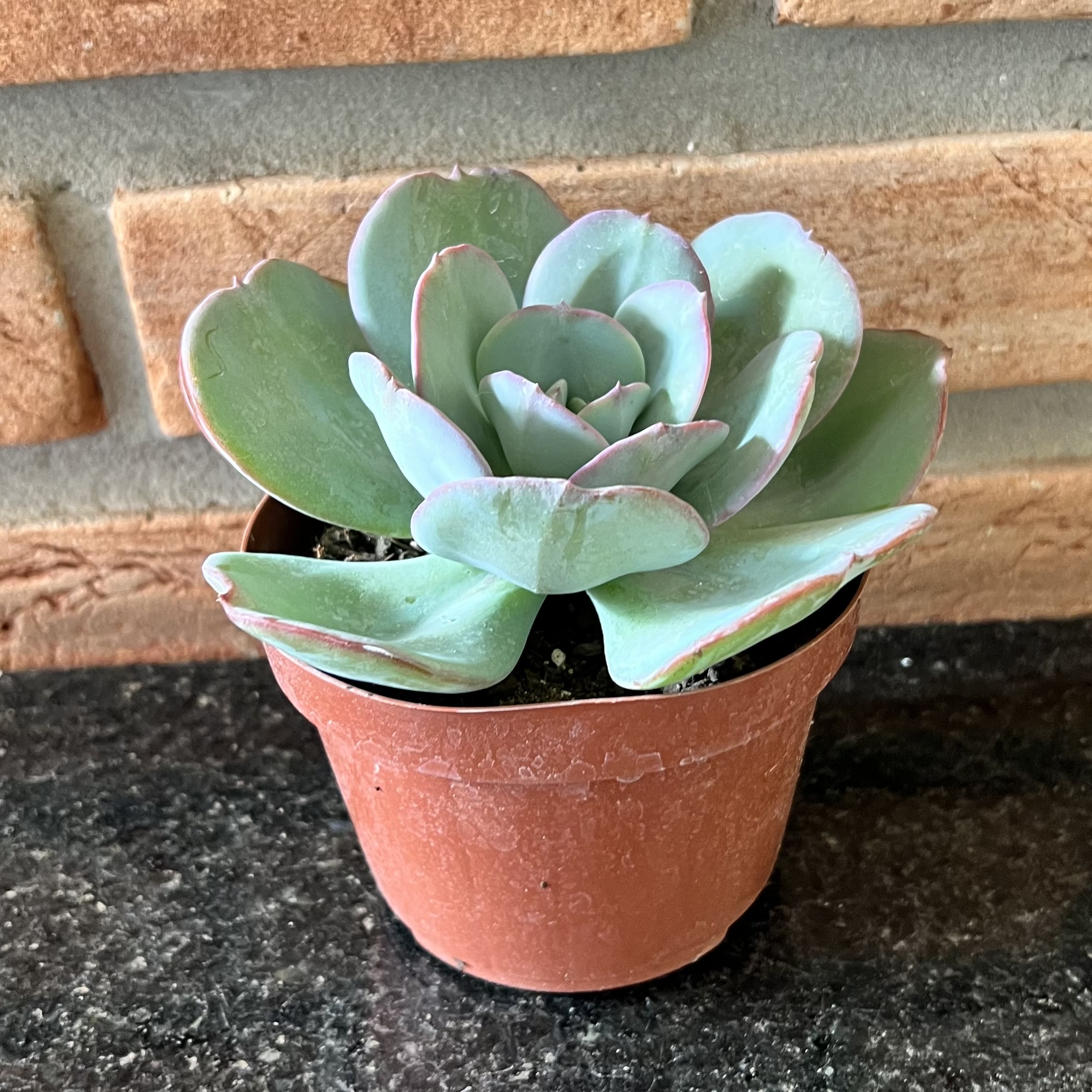 Echeveria Gila Pote 11 - Suculentas Holambra