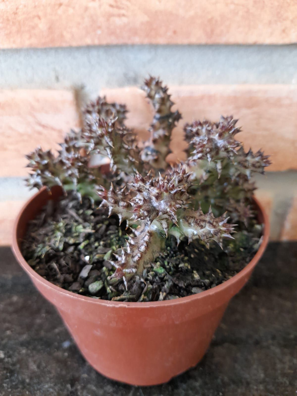 Edithcolea Grandis (tapete Persa) Pote 11 - Suculentas Holambra