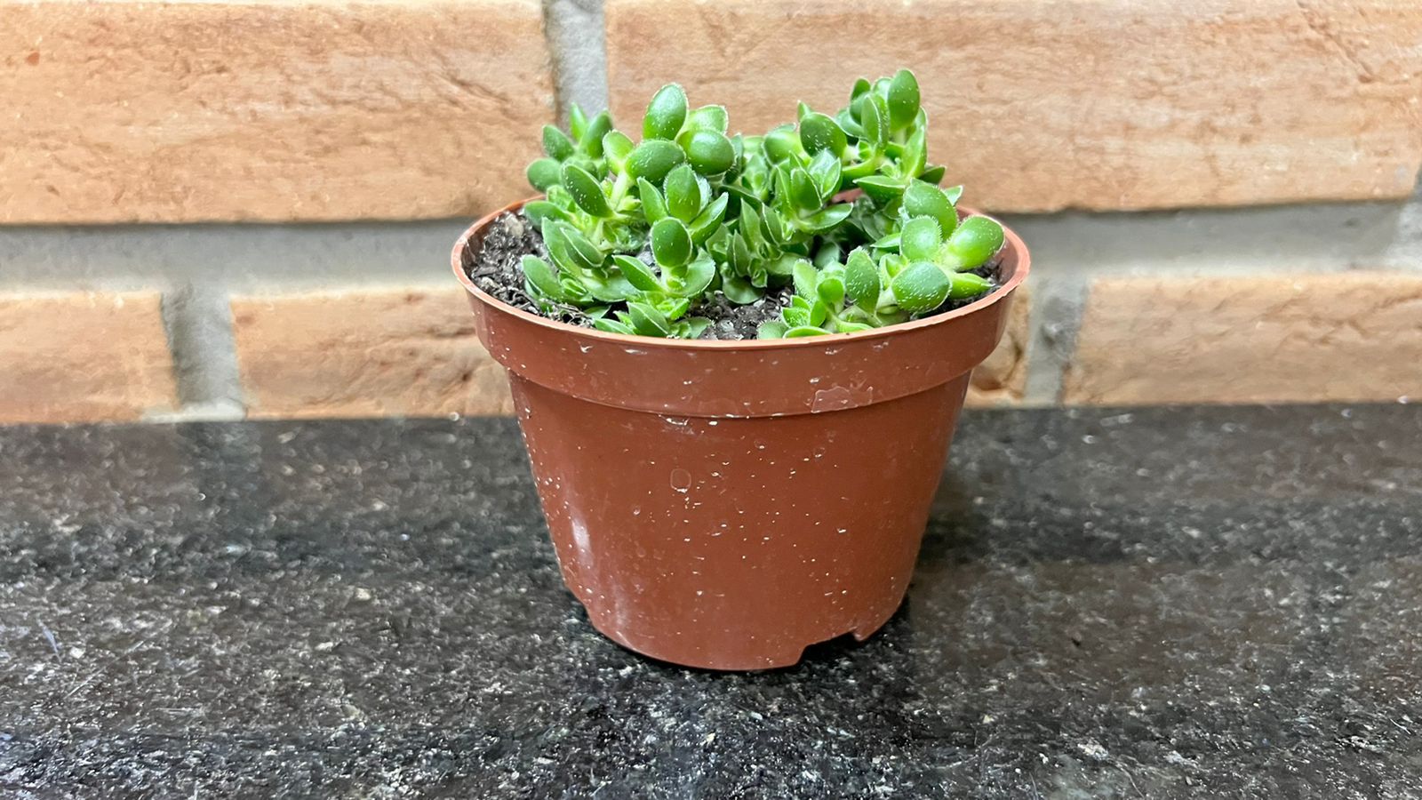 Crassula Lanuginosa Var. Pachystemon ‘david’ Pote 11 - Suculentas Holambra