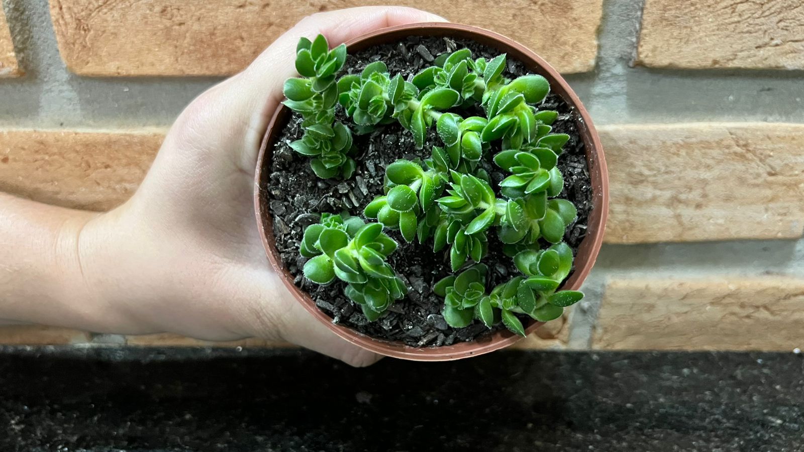 Crassula Lanuginosa Var. Pachystemon ‘david’ Pote 11 - Suculentas Holambra