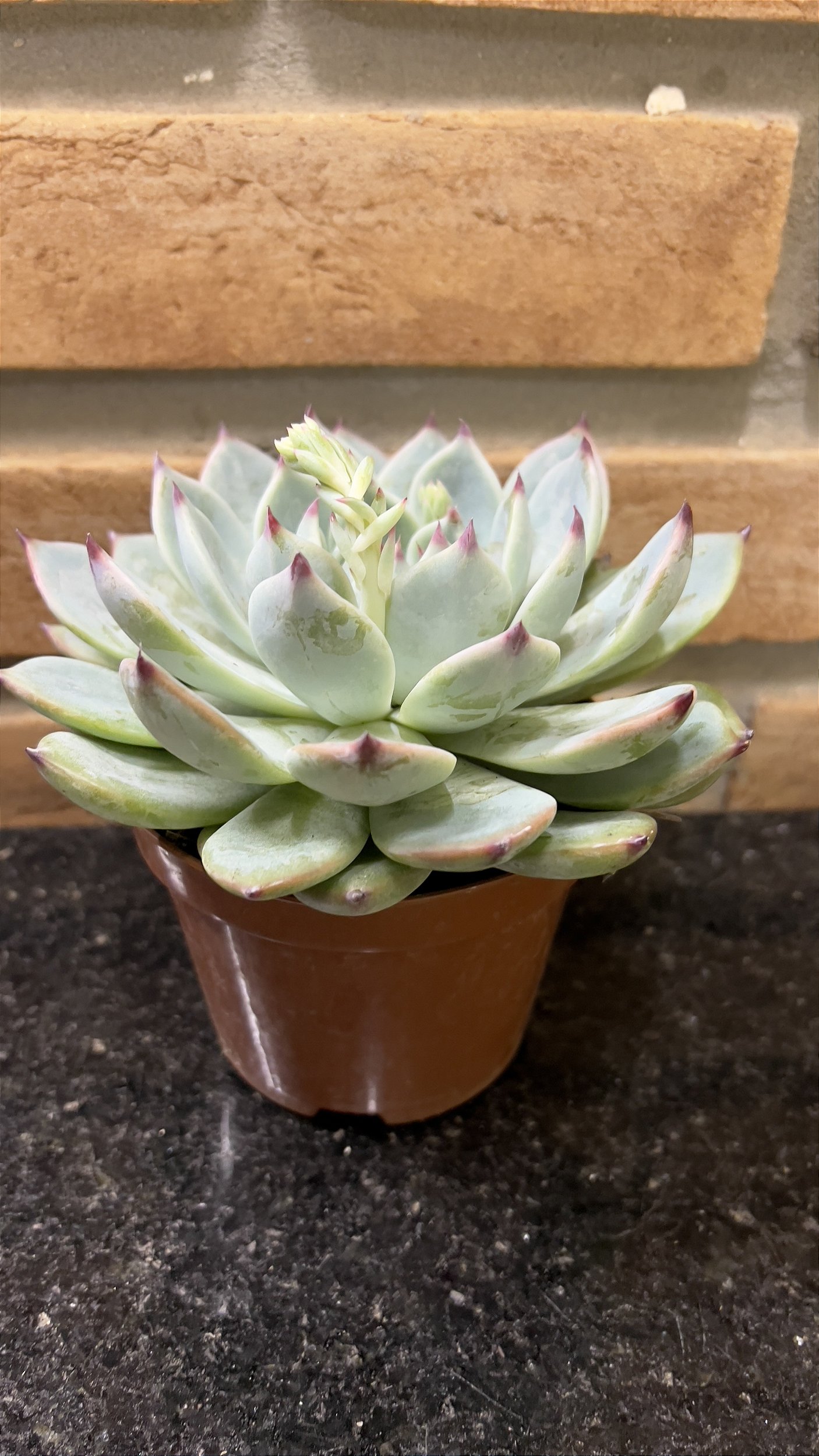 Echeveria Chihuahuensis Pote 11 - Suculentas Holambra