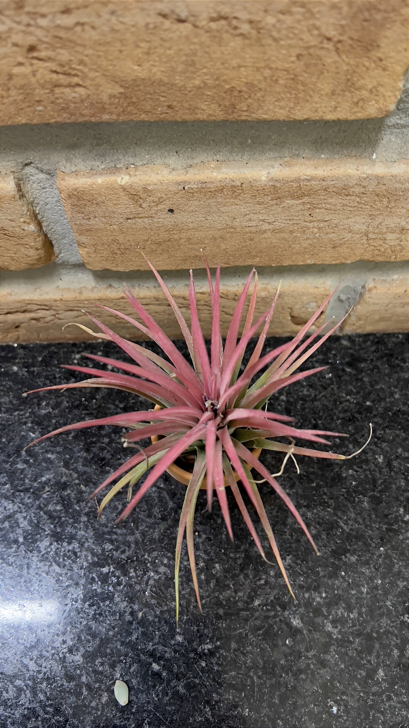 Mini Bromélia Tillandsia Rosa (planta Do Ar) - Suculentas Holambra