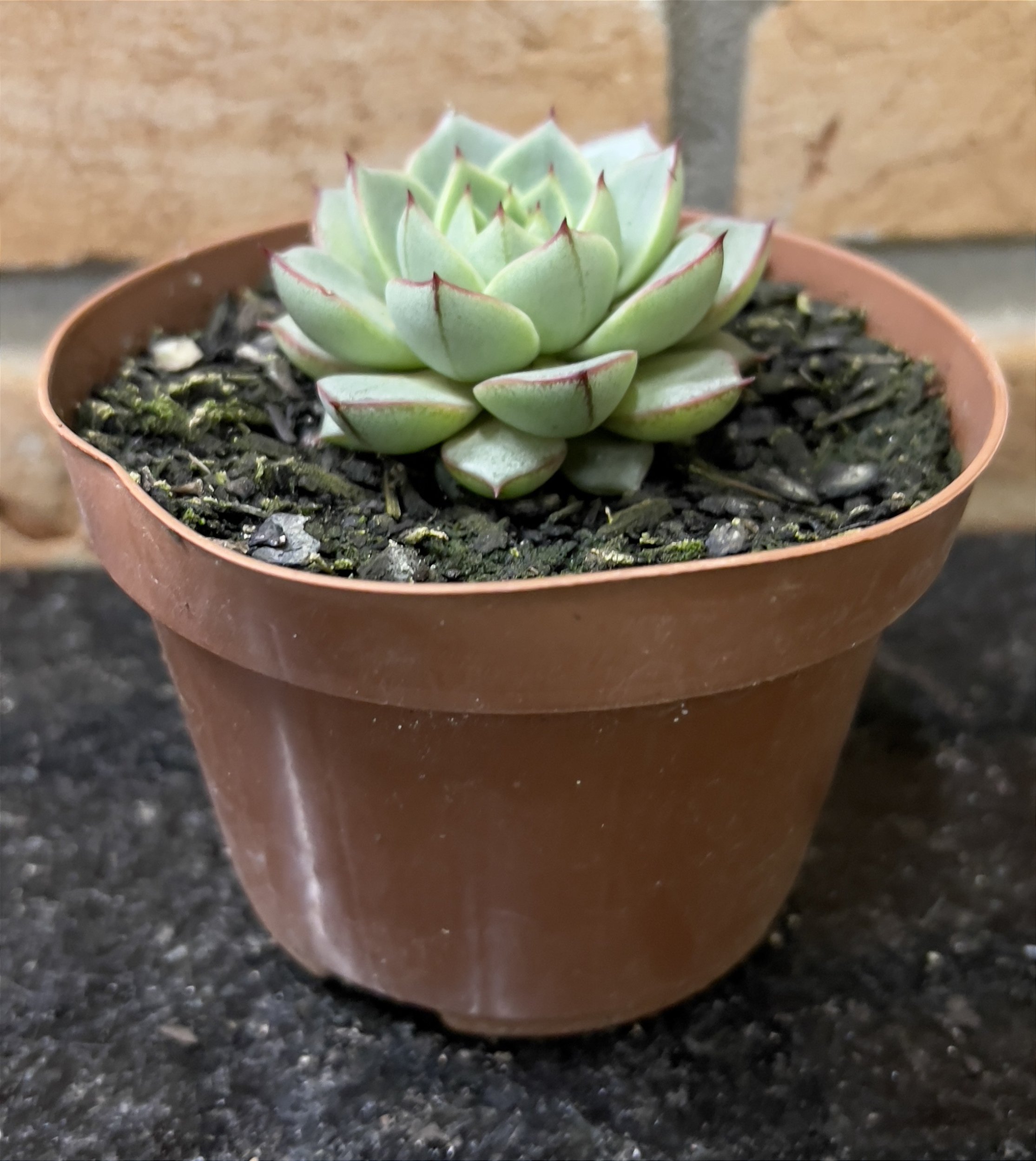 Echeveria Fabiola Pote 11 - Suculentas Holambra