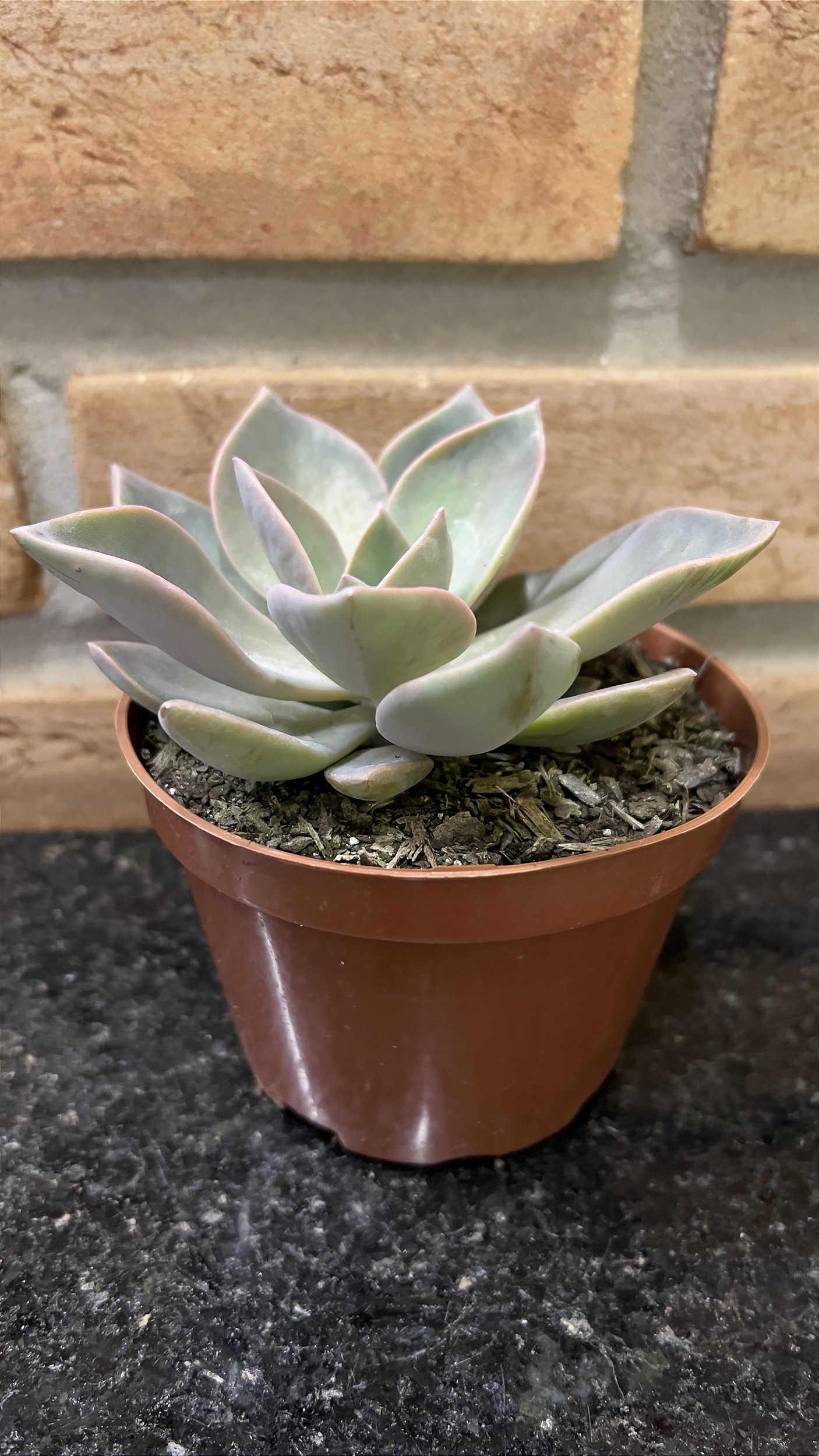 Echeveria Gisele pote 11 - Suculentas Holambra