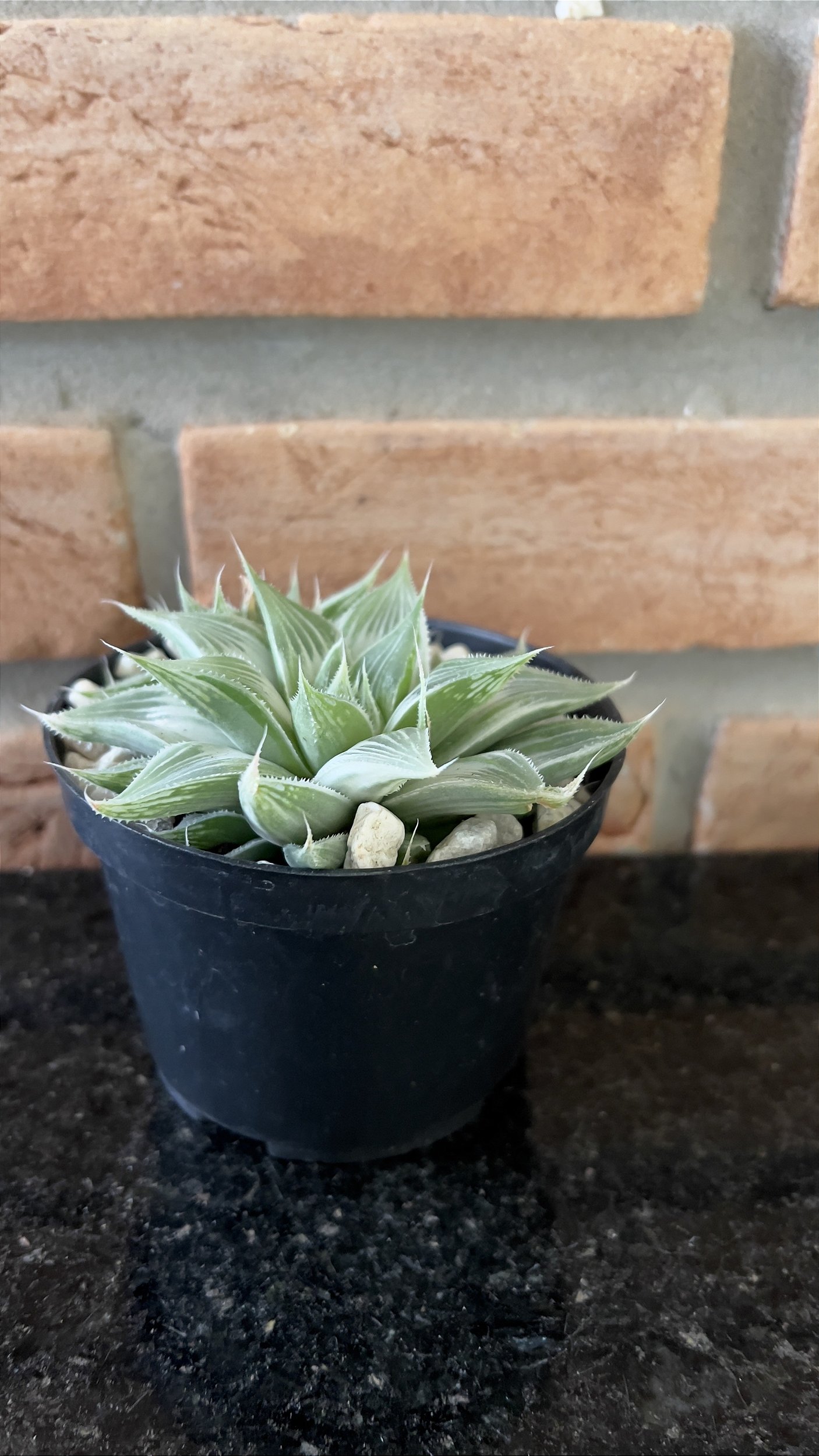 Haworthia Turgida Grey Ghost Variegata Pote 11 - Suculentas Holambra