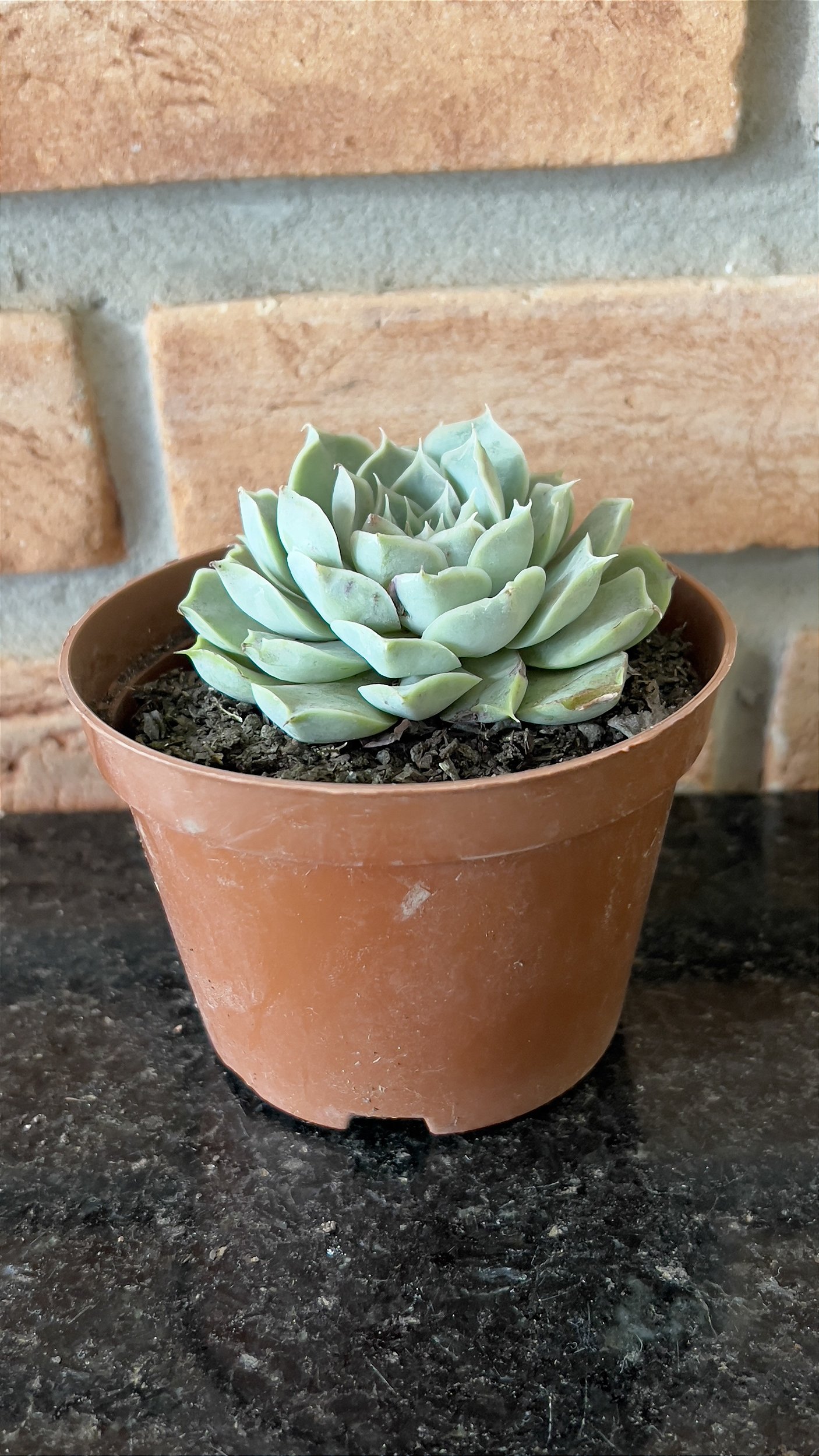 Echeveria Hyalina Pote 11 - Suculentas Holambra