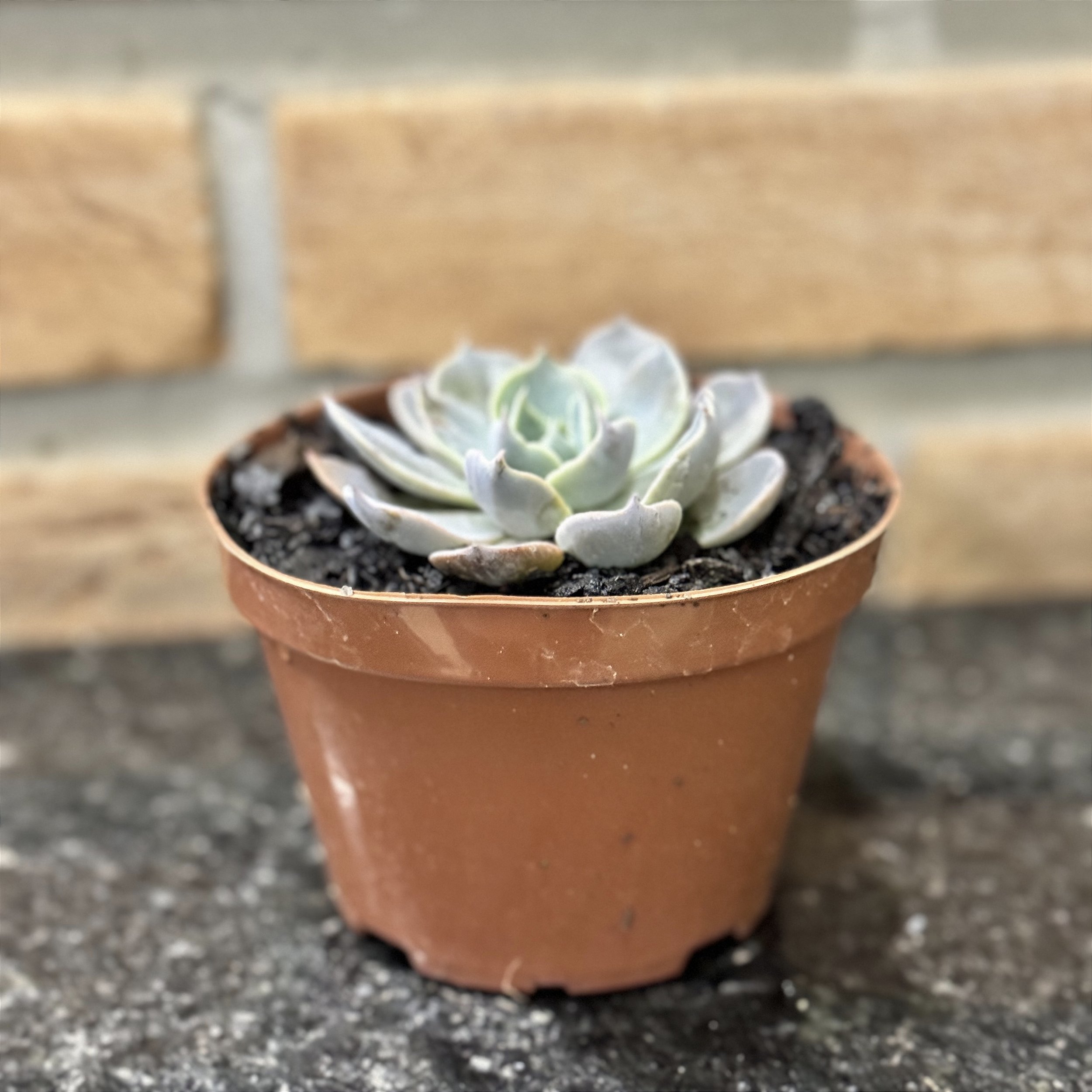 Echeveria Colorshift Pote 11 - Suculentas Holambra