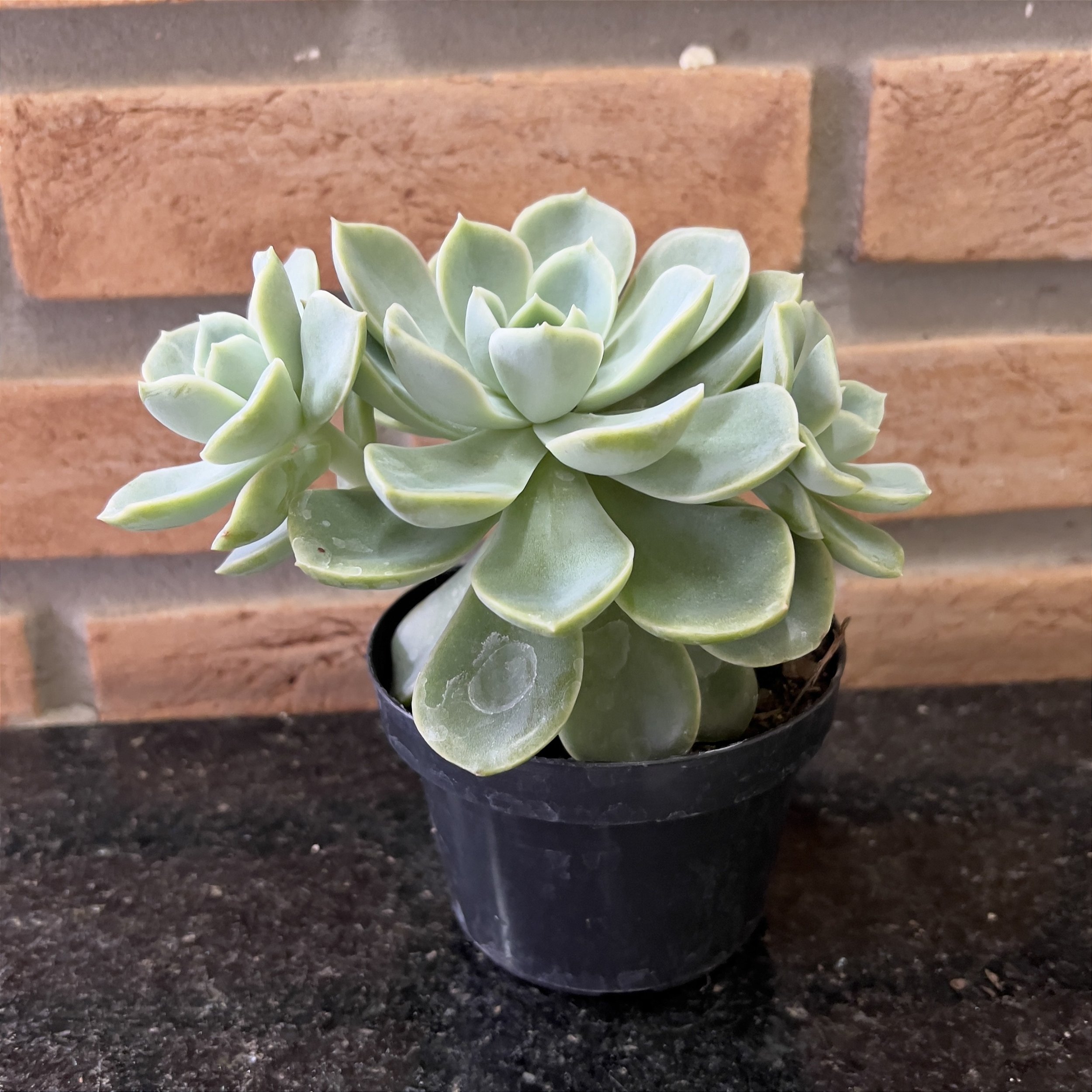 Echeveria Fantome Pote 11 - Suculentas Holambra