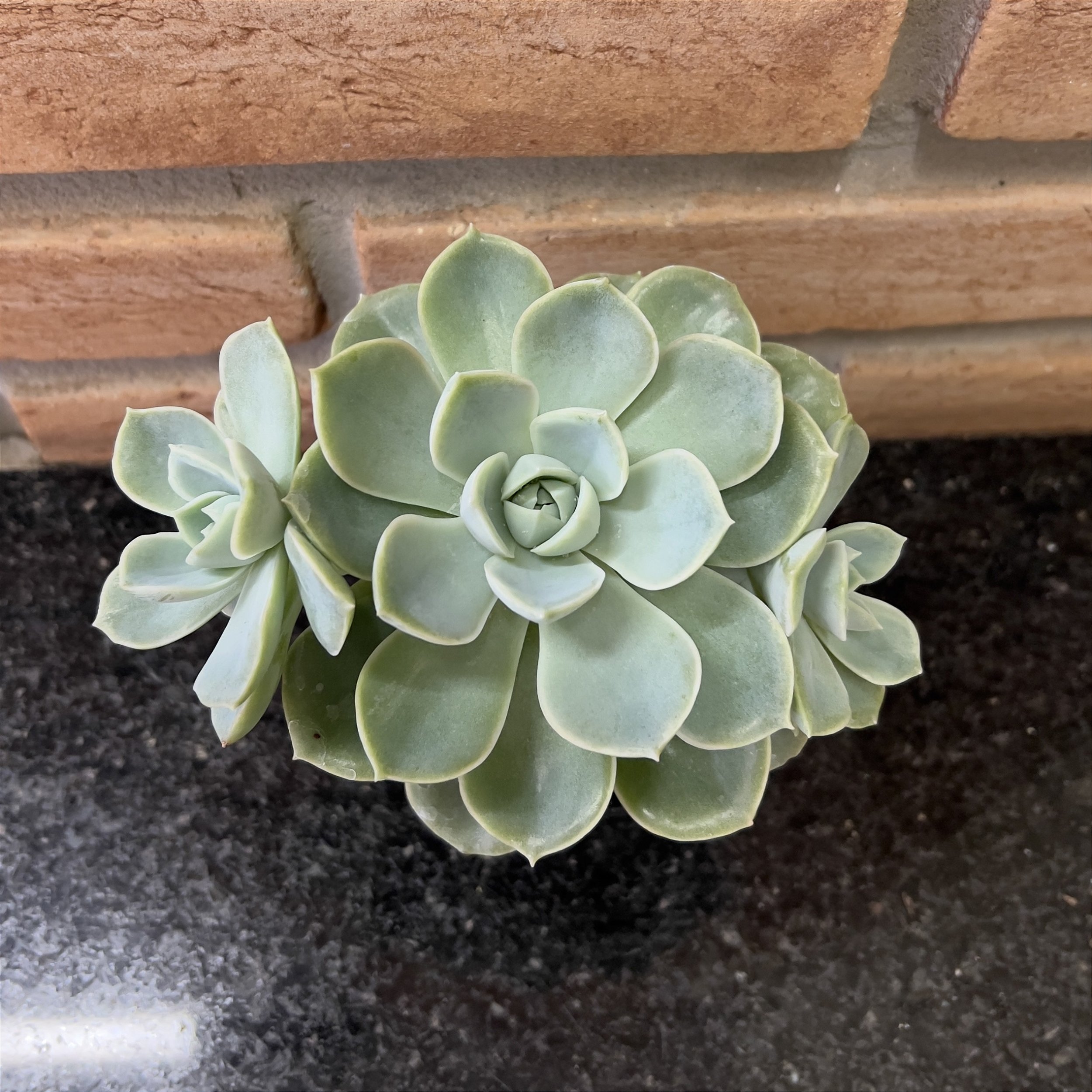 Echeveria Fantome Pote 11 - Suculentas Holambra