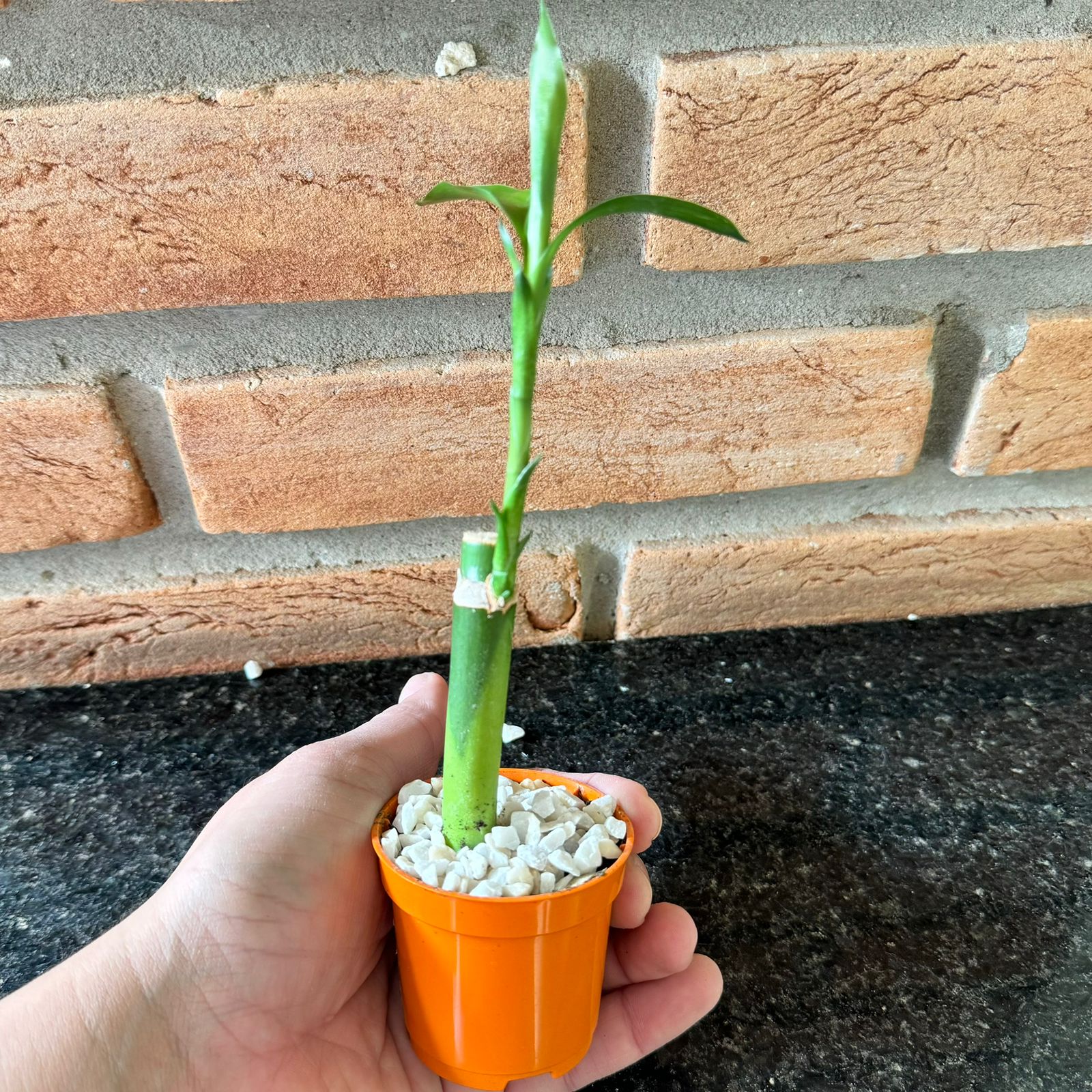 Bambu Da Sorte (lucky Bamboo) Pote 6 - Suculentas Holambra