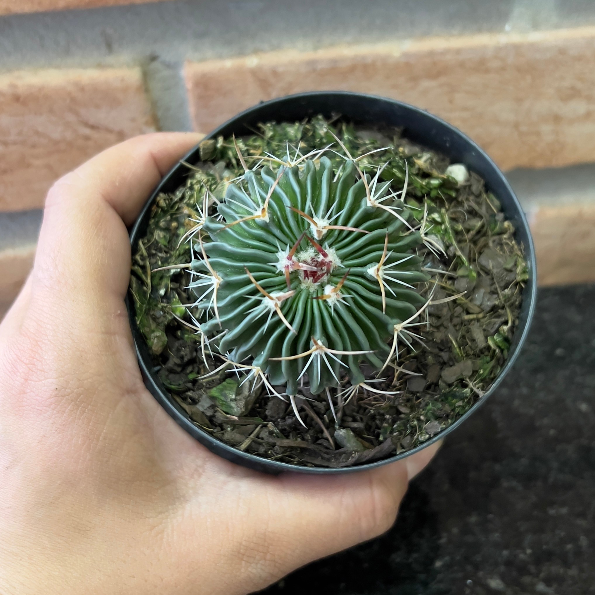 Stenocactus Lloydii Pote 9 - Suculentas Holambra