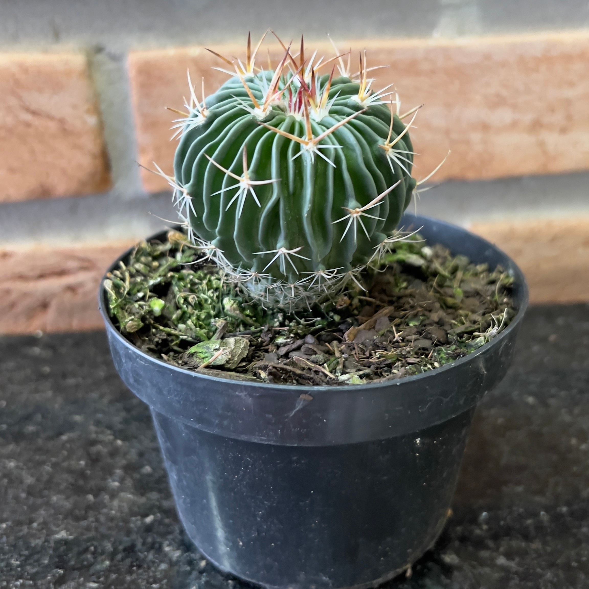 Stenocactus Lloydii Pote 9 - Suculentas Holambra