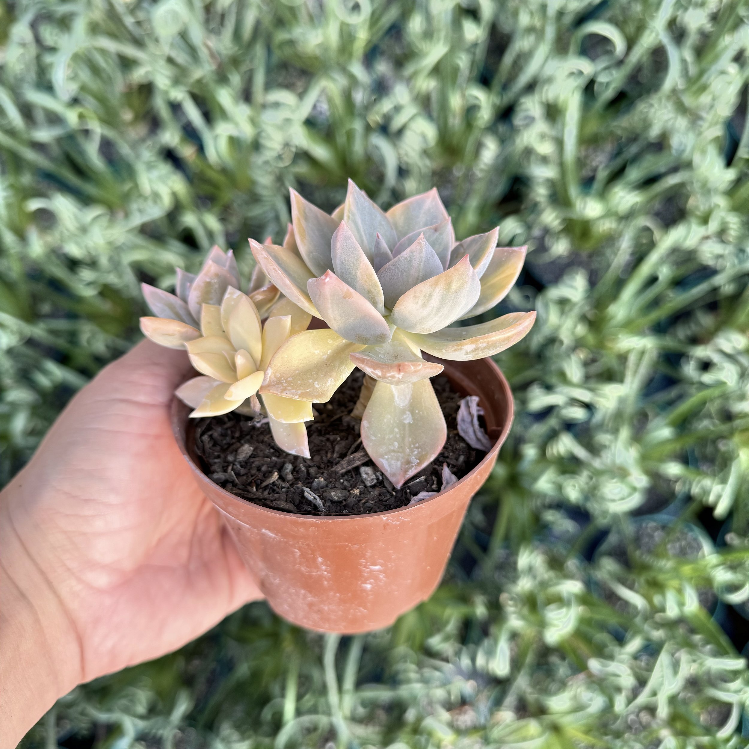 Echeveria Gisele Variegata - Pote 11 - Suculentas Holambra