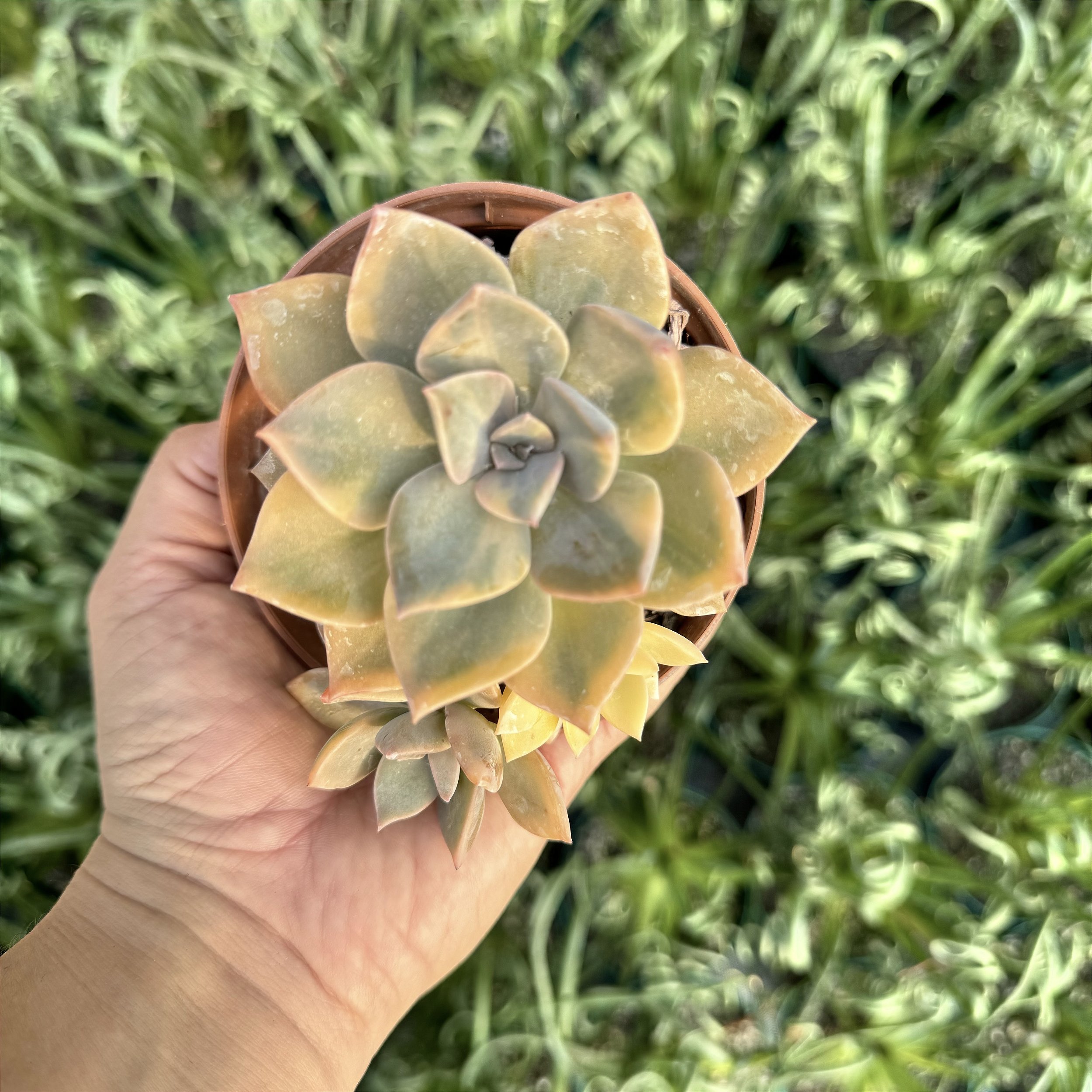 Echeveria Gisele variegata - pote 11 - Suculentas Holambra