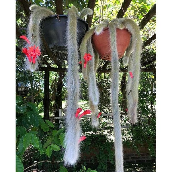 Cacto Rabo De Macaco - Suculentas Holambra