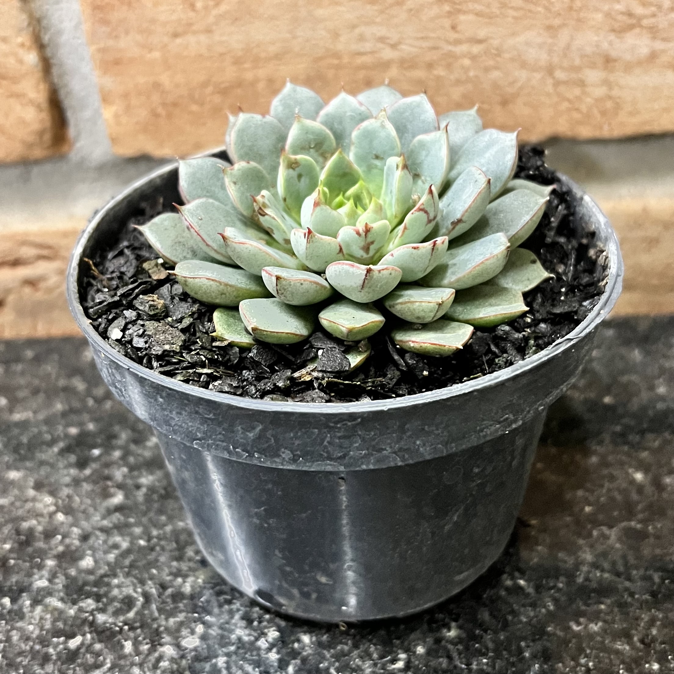 Echeveria Shamrock pote 11 - Suculentas Holambra